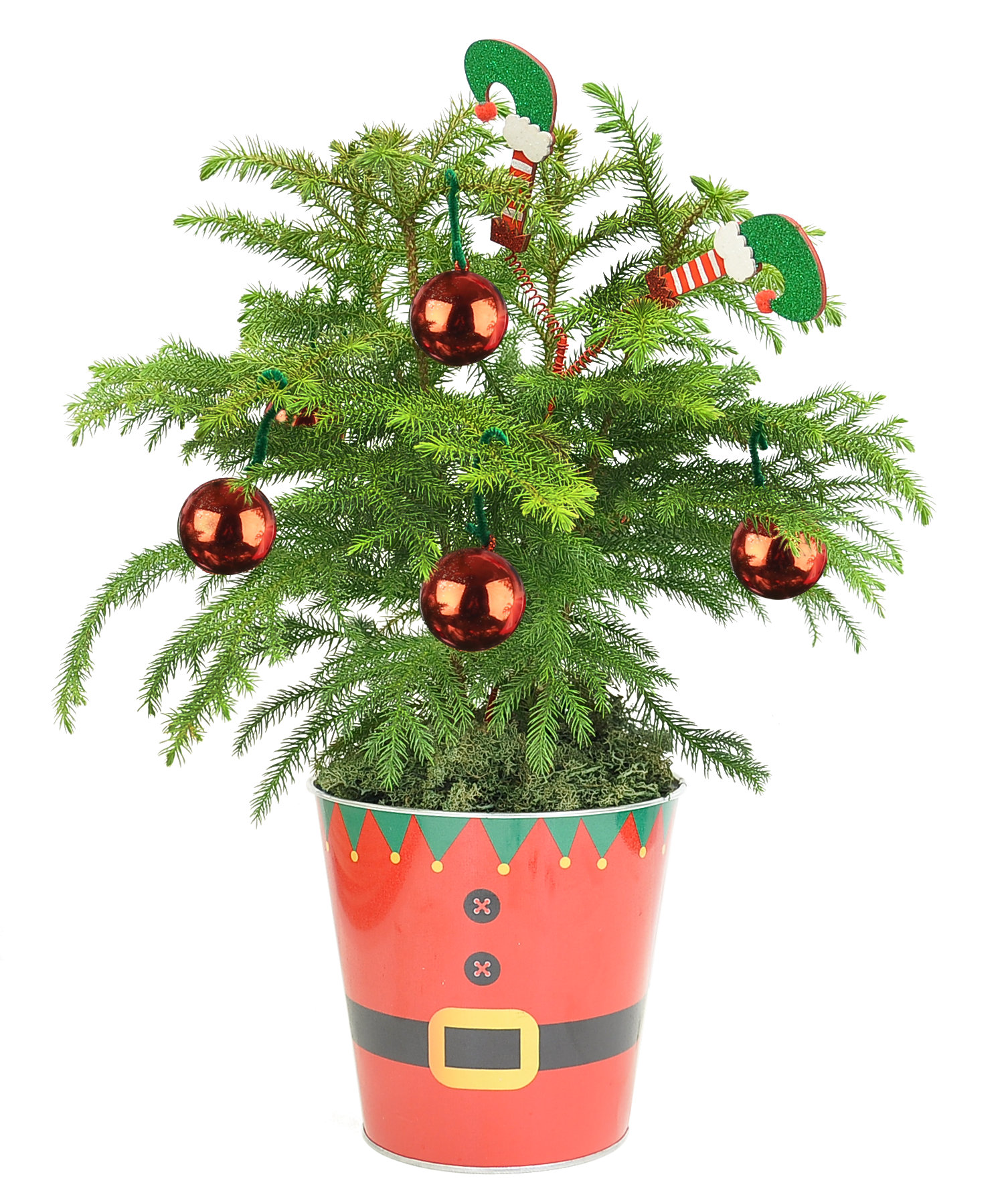 Costa Farms Indoor Norfolk Island Pine House Plant in 6-inch Holiday ...