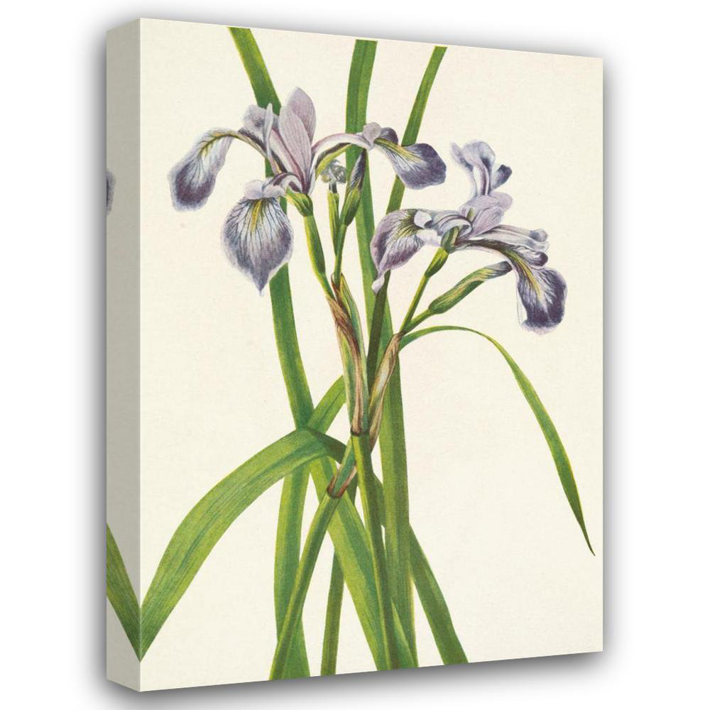 Red Barrel Studio® "Blueflag Iris. Iris Versicolor" by Mary Vaux ...