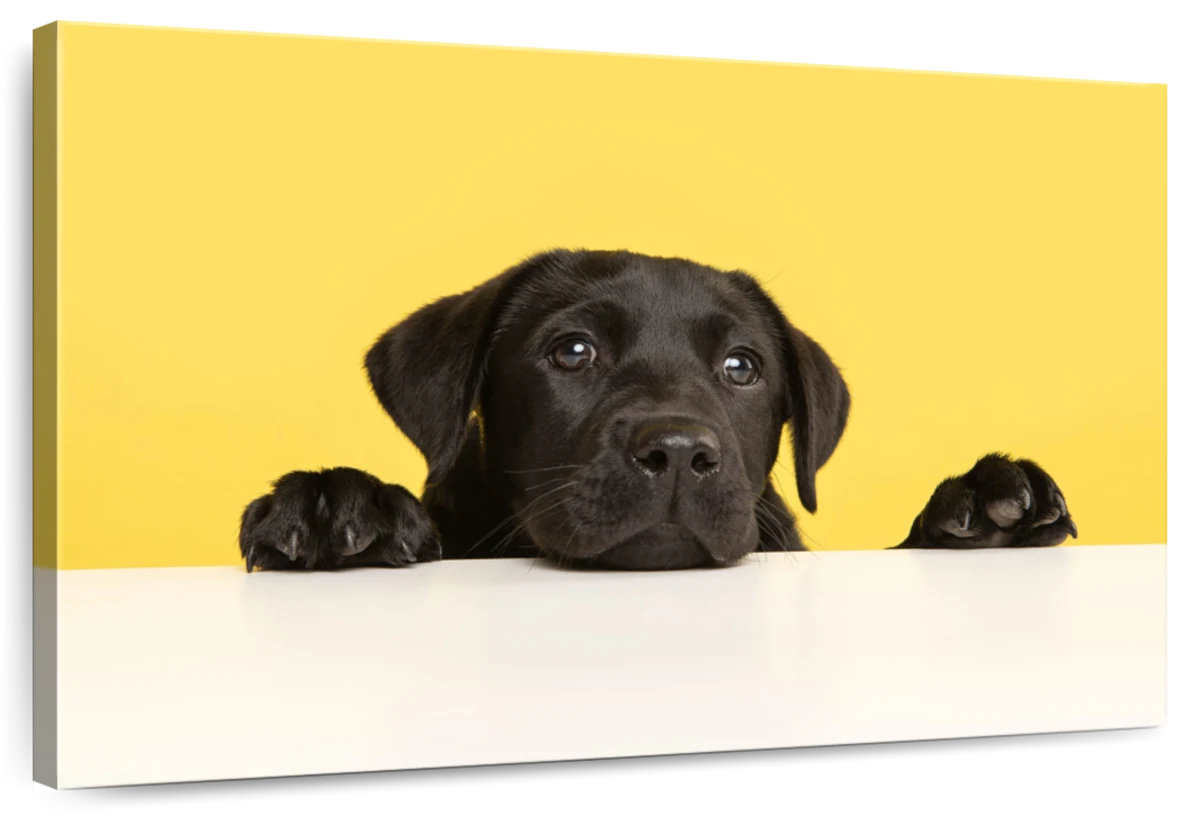 Ebern Designs Cute Black Lab | Wayfair