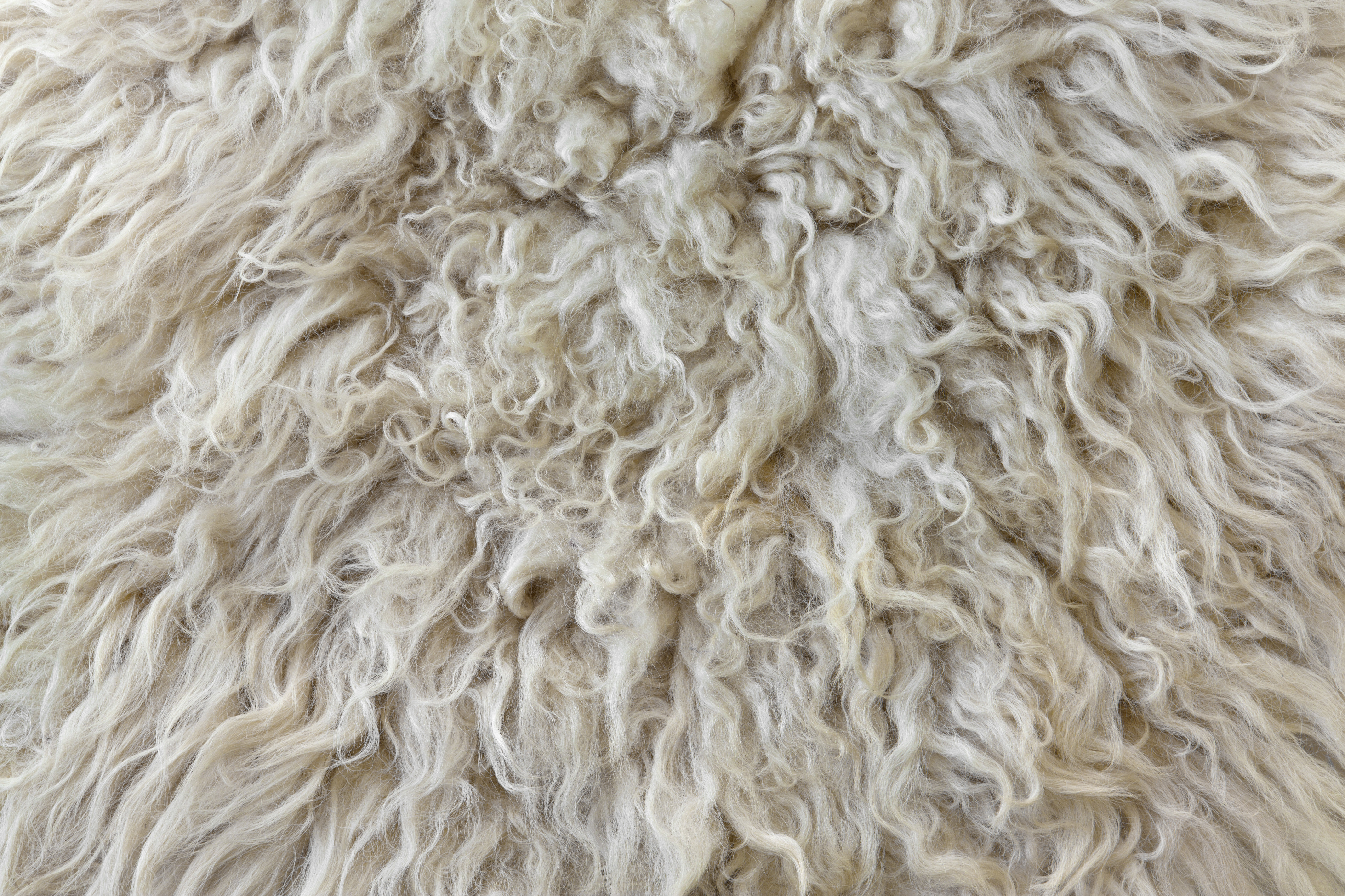 Ebern Designs Sheepskin by Barcin | Wayfair