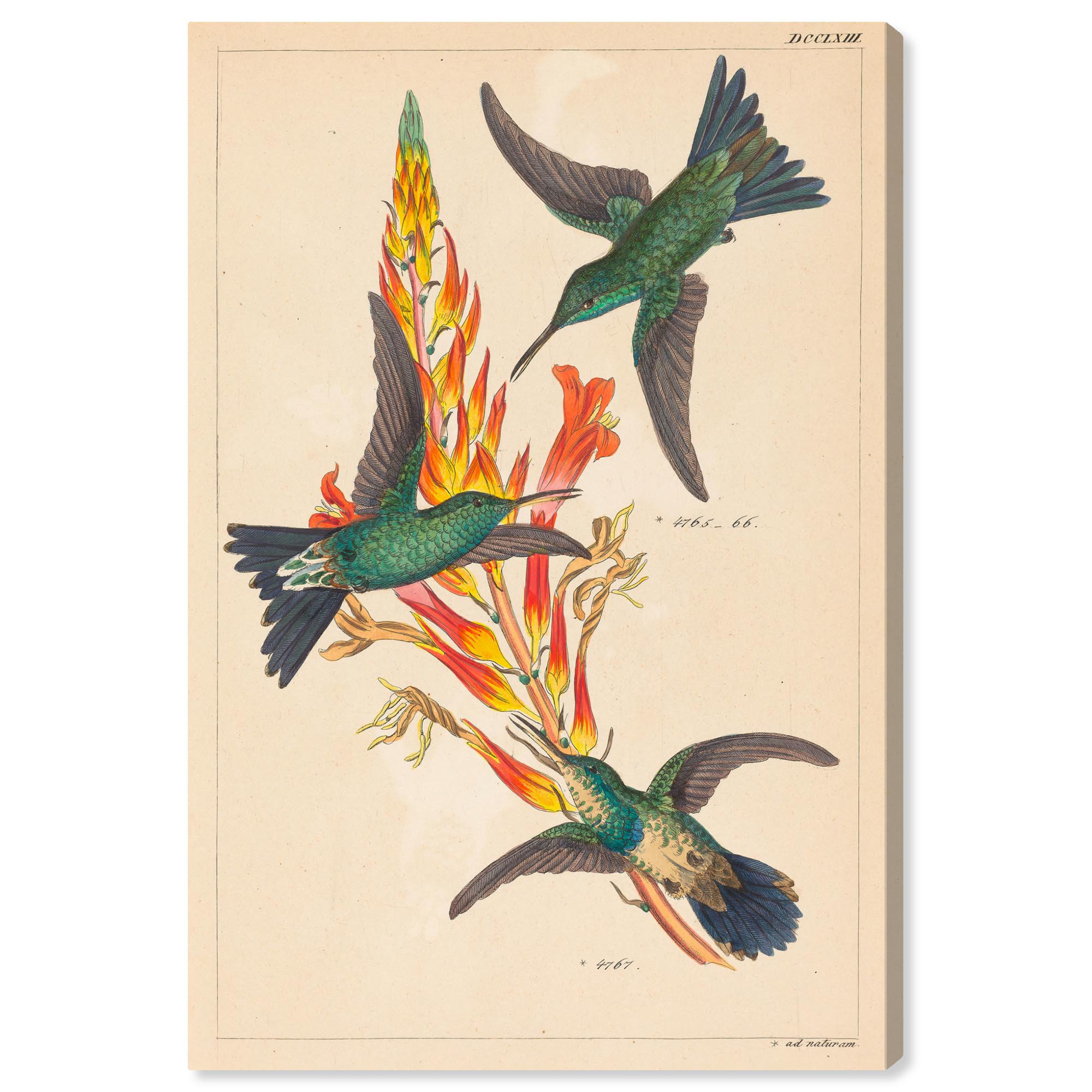 Art Remedy Botanical Prints Canvas, Three Hummingbirds with Plant | Wayfair