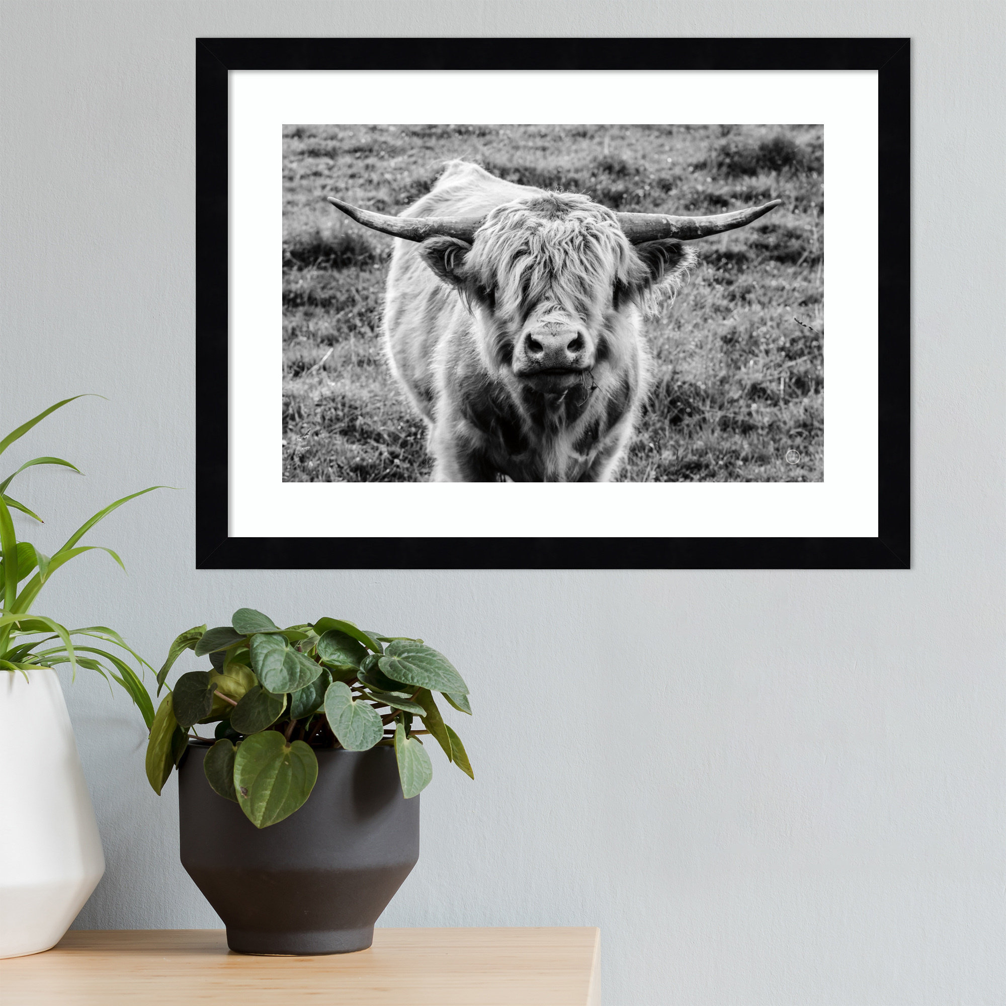 Joss & Main Highland Cow Staring Contest by Nathan Larson - Picture ...