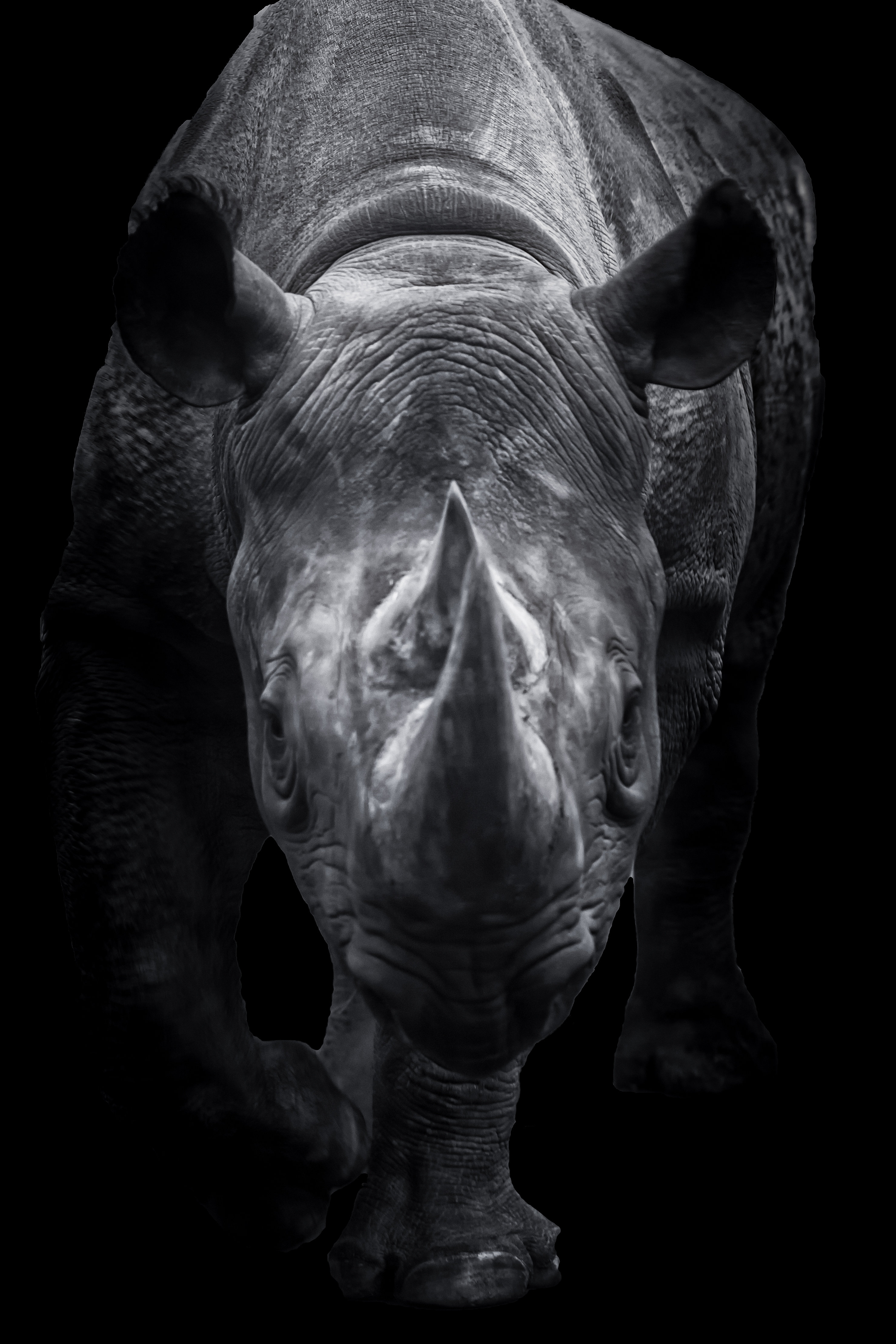 Hokku Designs Finlo Black Rhinoceros On Canvas by K009034 Photograph ...