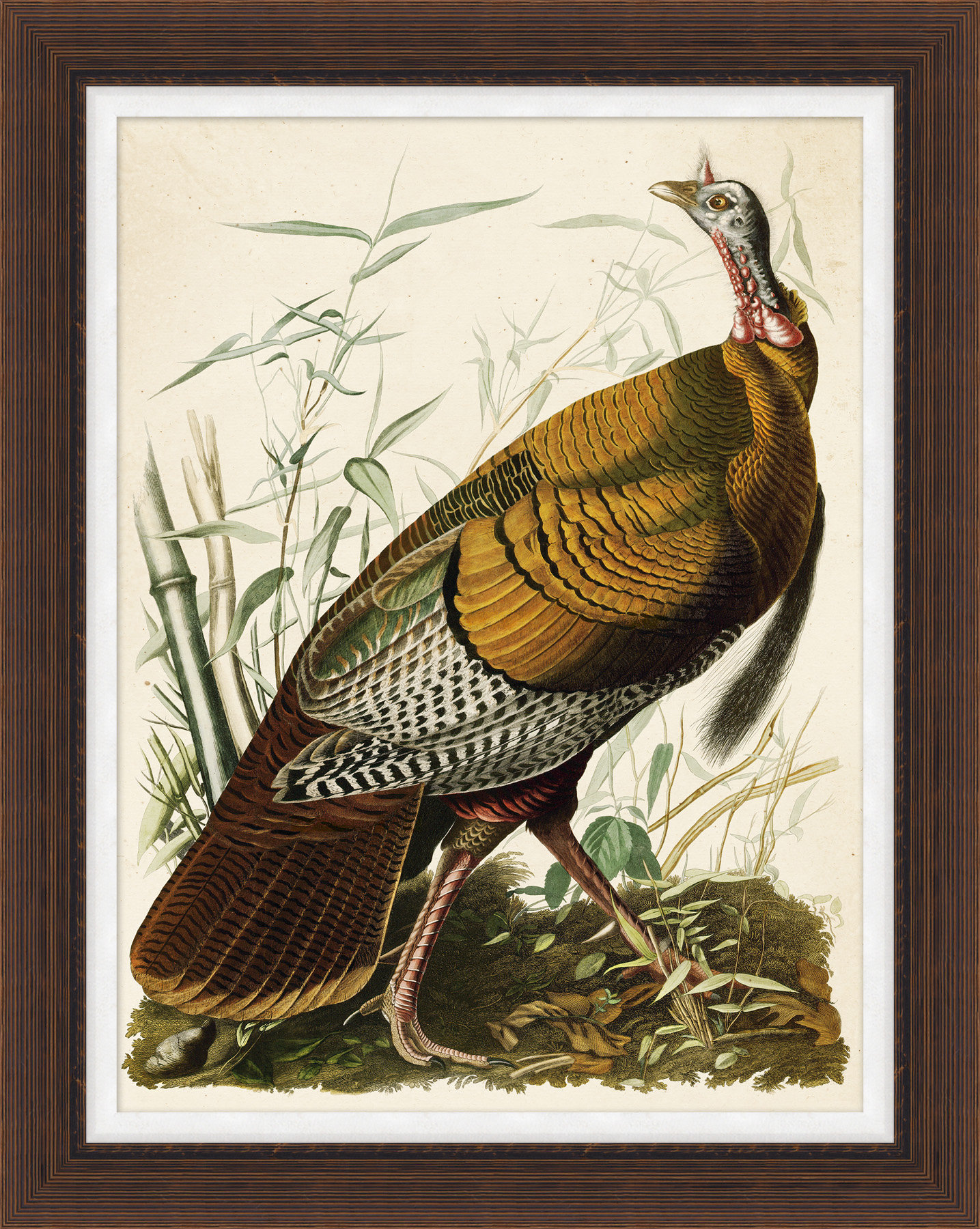 Wendover Art Group Audubon's Turkey - Picture Frame Painting | Wayfair