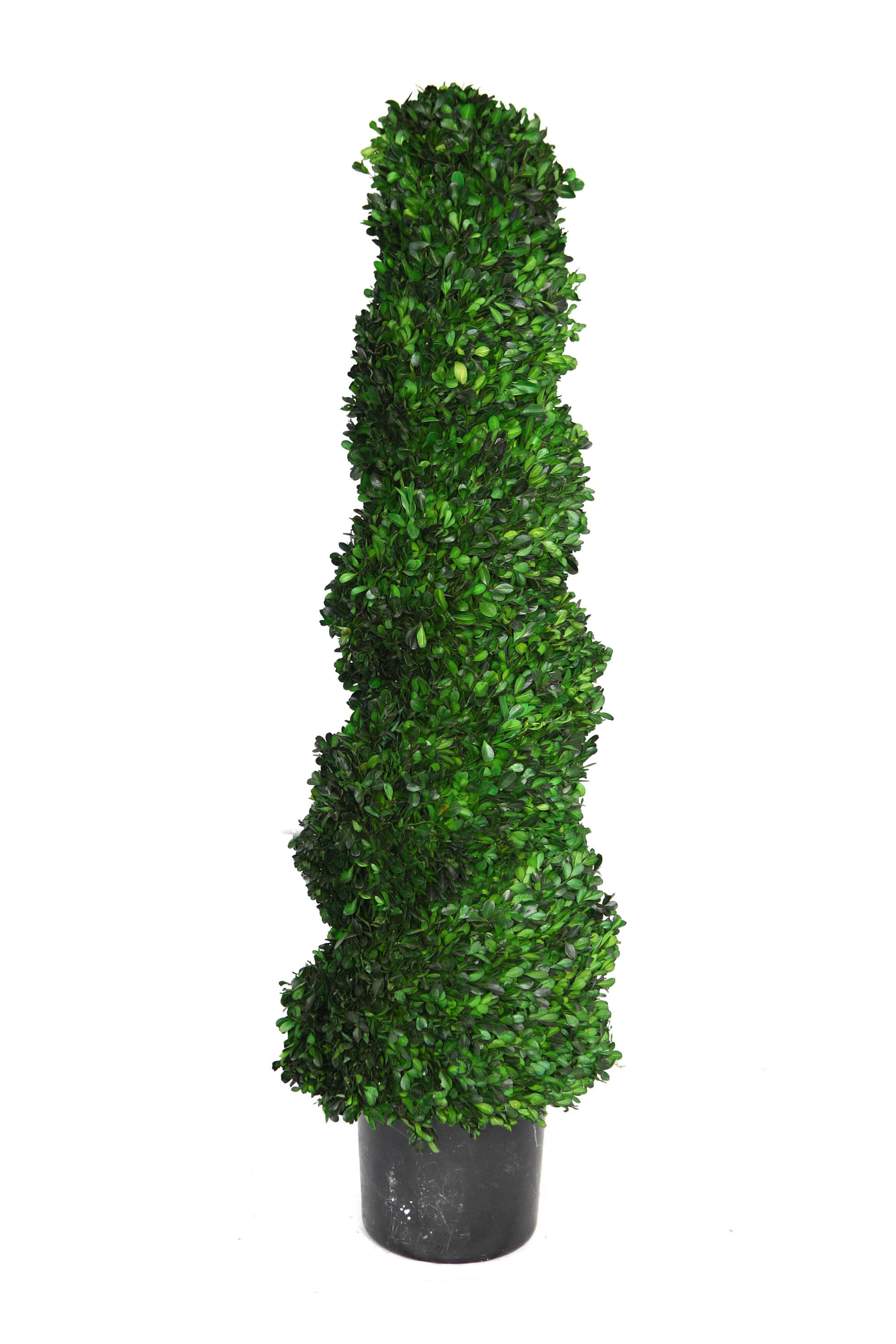 Laura Ashley Preserved Spiral Boxwood Round Topiary in Pot | Wayfair