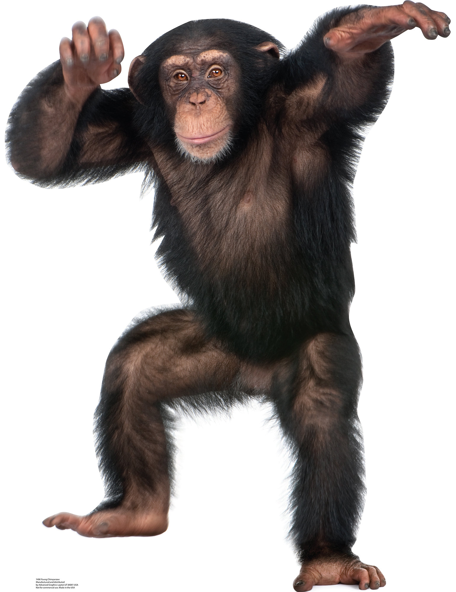 Chimpanzee Standing Up