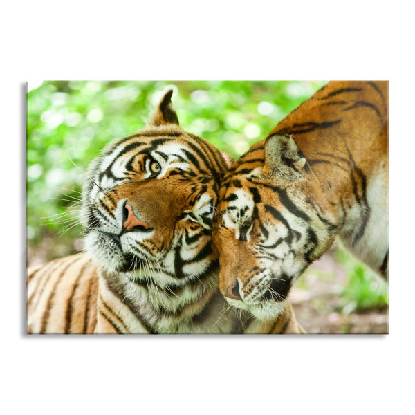 Brayden Studio Two Nuzzling Tigers - No Frame Print on Glass | Wayfair ...