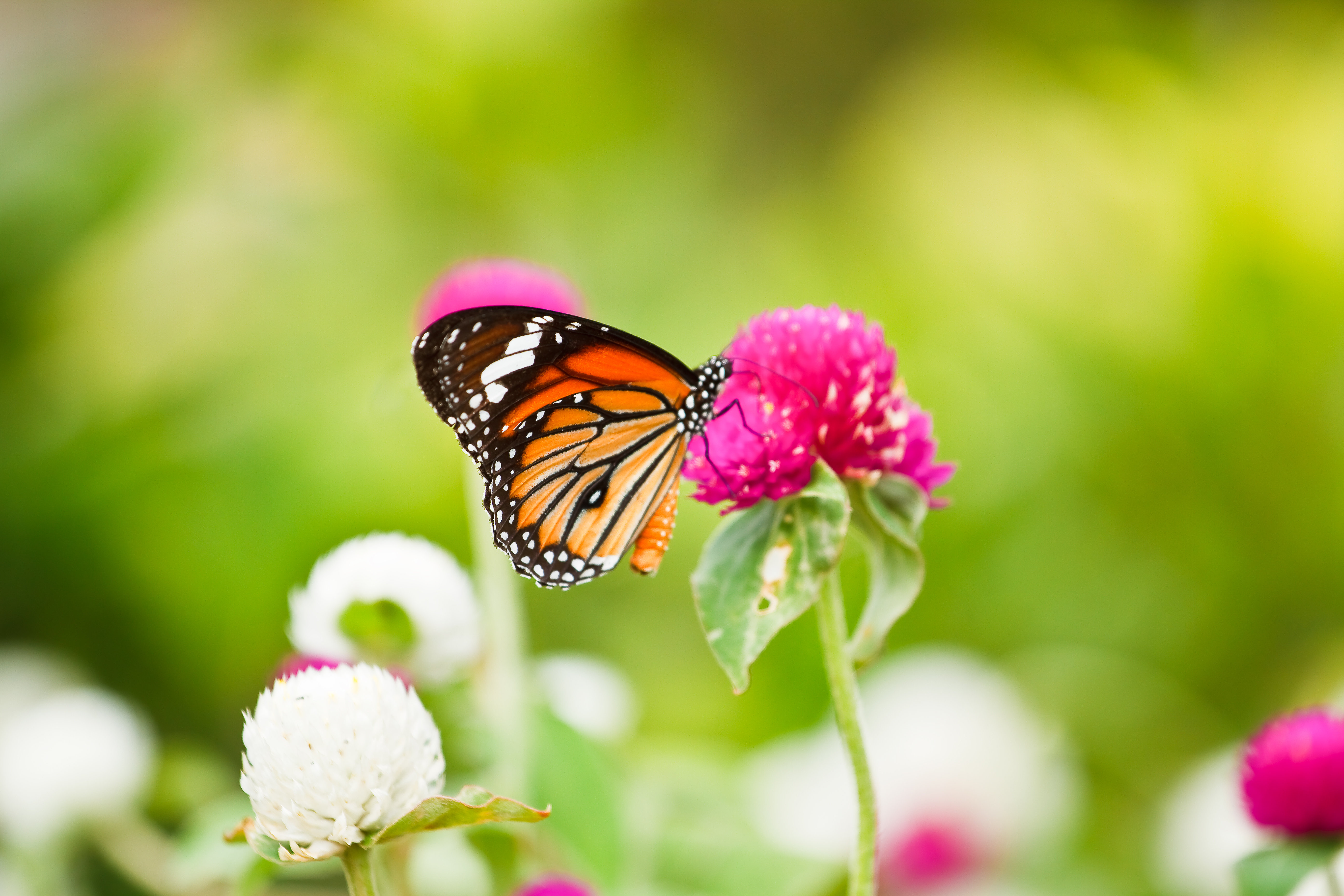 Gracie Oaks Chrishawna Butterfly on a Flower - Wrapped Canvas ...
