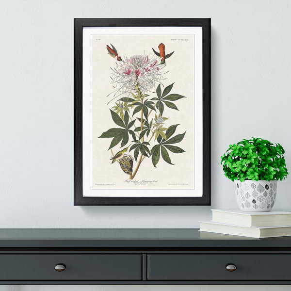 East Urban Home Ruff-Necked Hummingbirds by John James Audubon ...