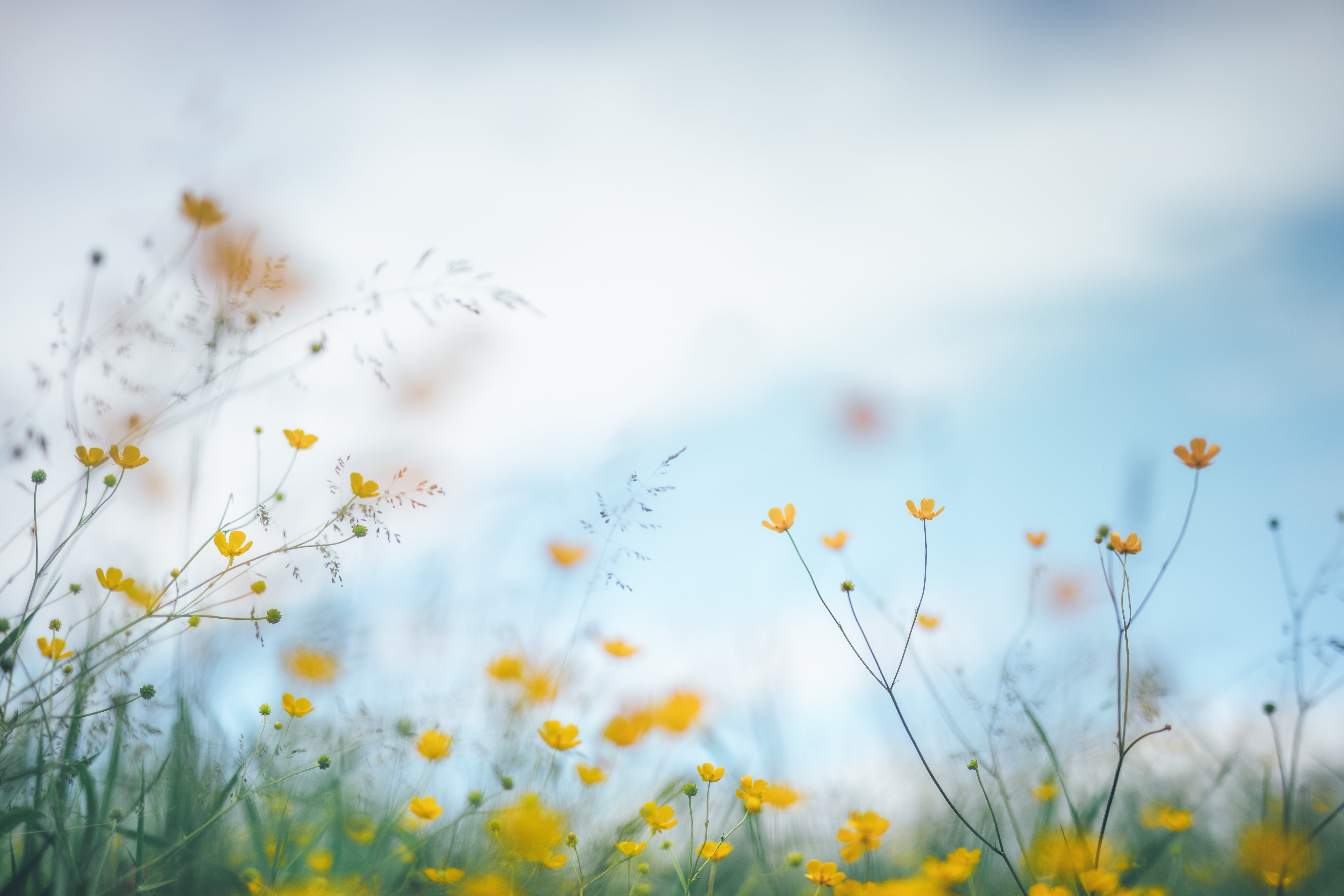 Ebern Designs Summer Meadow by Borchee | Wayfair