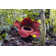 Latitude Run Colan Rafflesia - Wrapped Canvas Print | Wayfair.co.uk