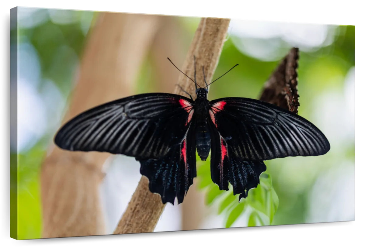 Ebern Designs Brampt Swallowtail Butterfly | Wayfair