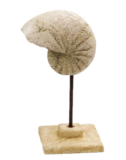 Rosecliff Heights Cieslak Stone Cast Shell on Stand Sculpture & Reviews ...