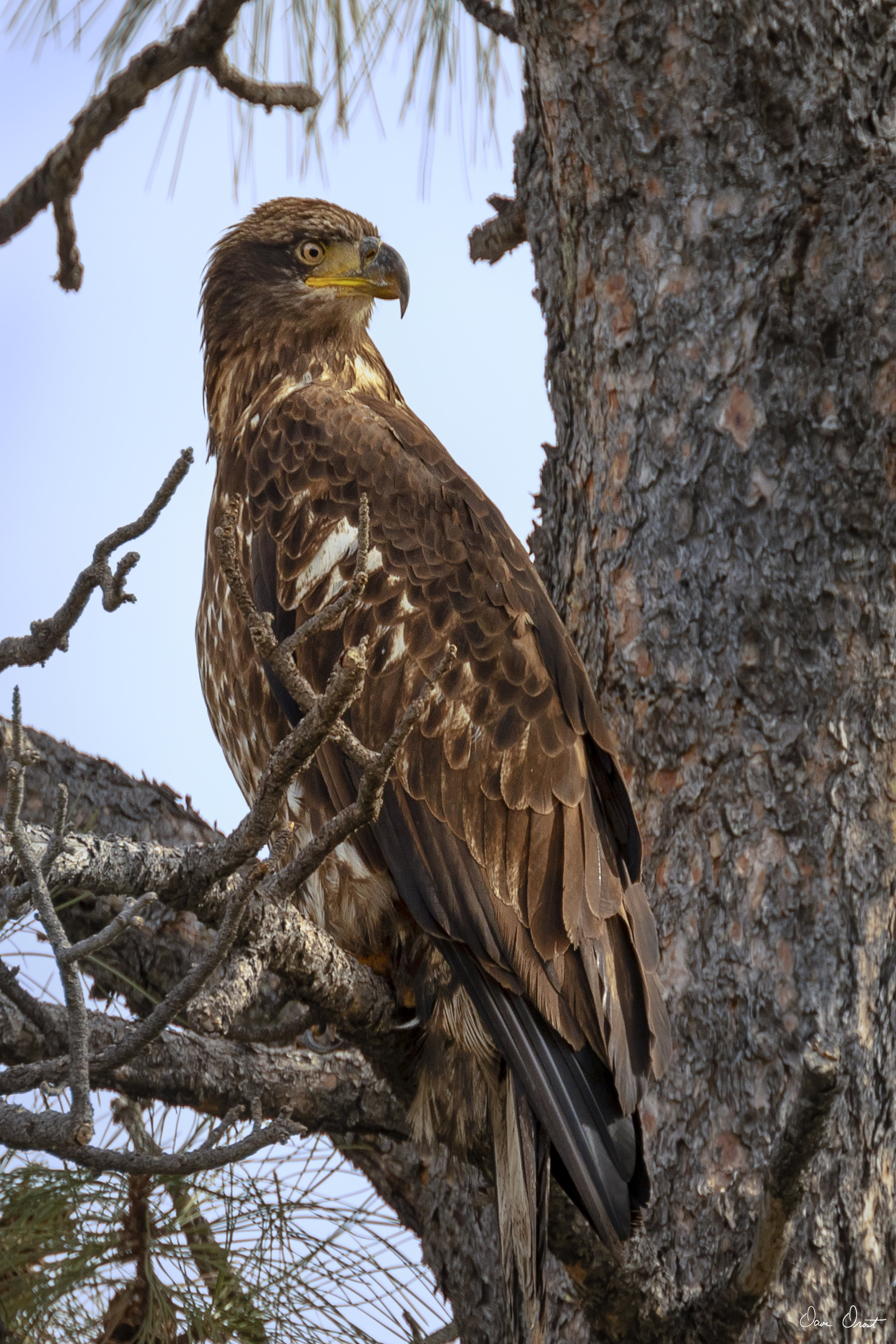 Millwood Pines Juvenile Bald Eagle - Wayfair Canada