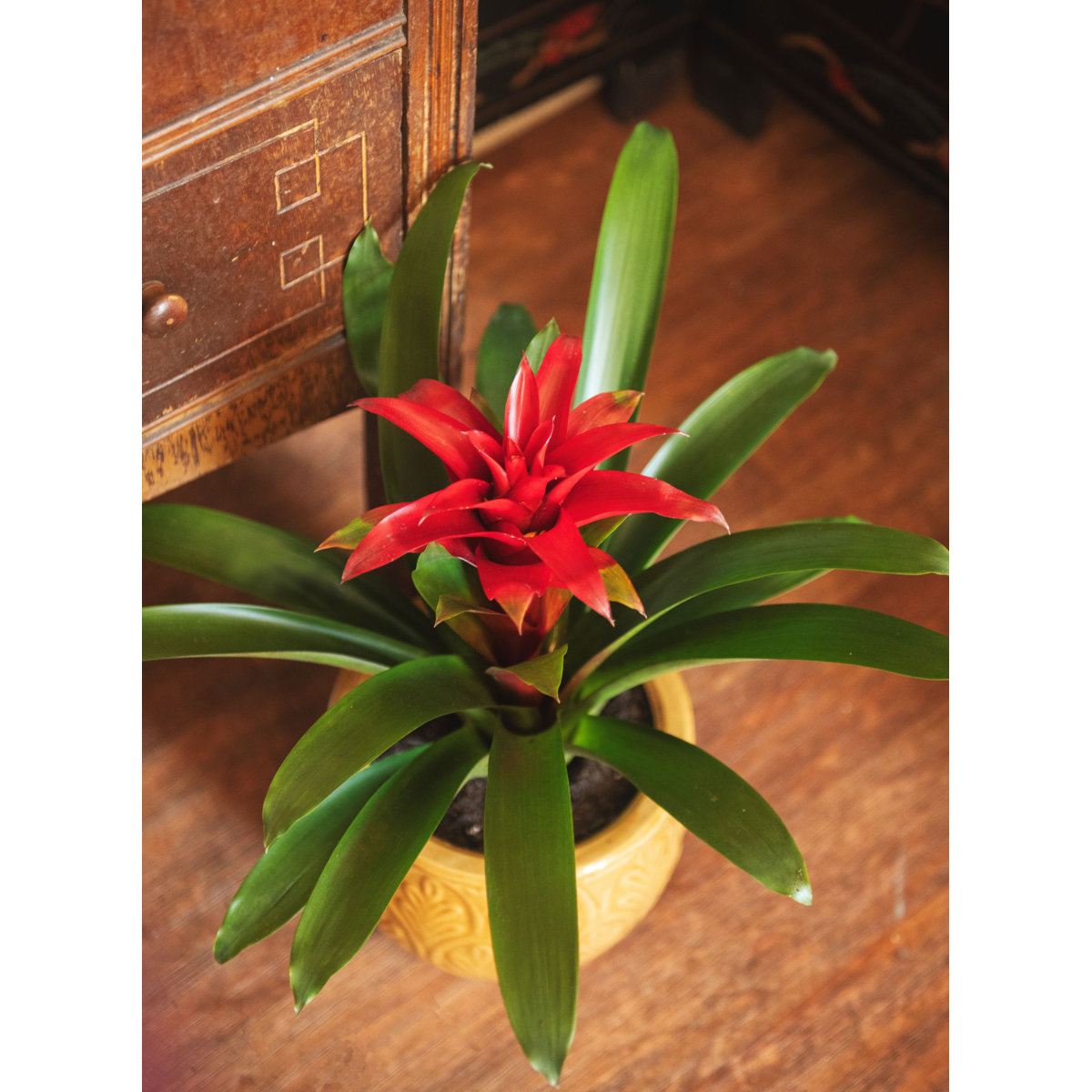 American Plant Exchange Tropical Flowering Bromeliad, Assorted Colors ...