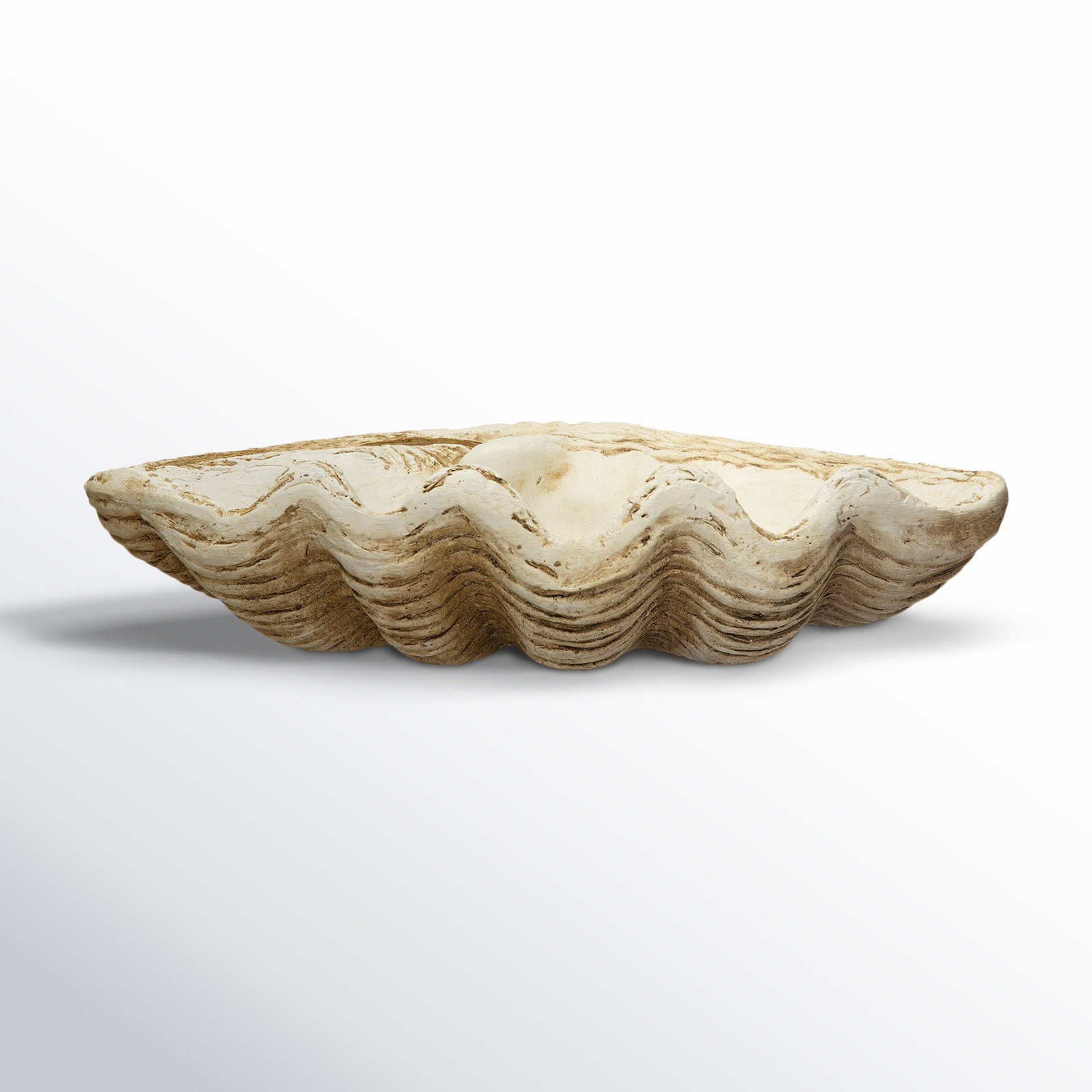 Birch Lane™ Arlene Coastal Decorative Magnesia Clamshell & Reviews ...