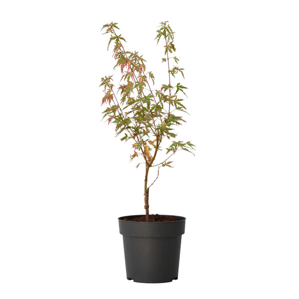 Isabelline Japanese Maple 'Taylor' - Acer palmatum - ø19cm - Height 50 ...