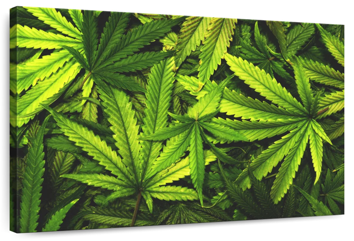 Elephant Stock Marijuana Leaf Garden | Wayfair