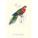 Buyenlarge 'Stanley Parakeet Male Platycercus Icterotis' by Edward Lear ...