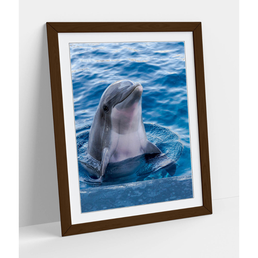 House of Hampton Dolphin Framed Wall Art Picture Print - A4 | Wayfair.co.uk