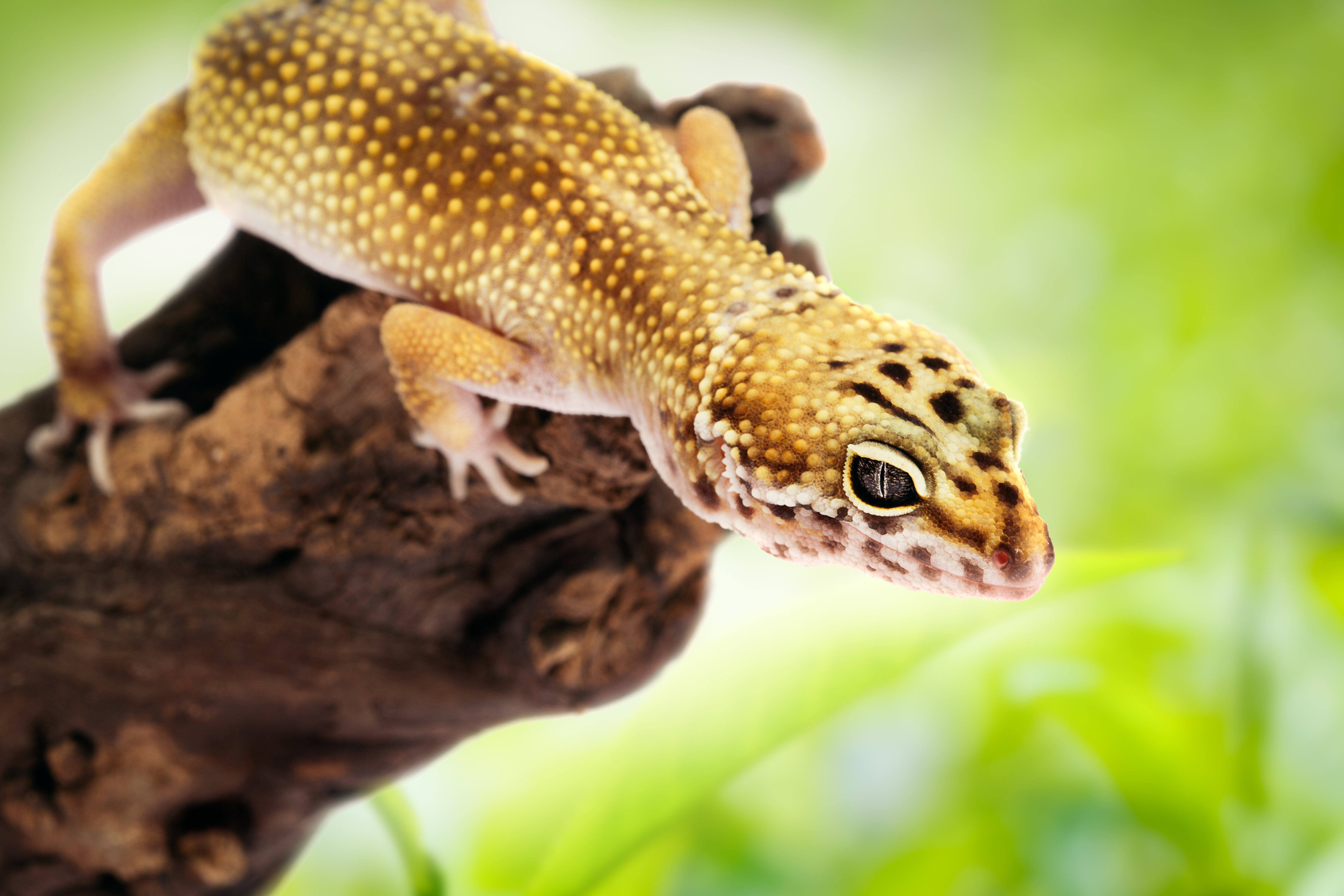 Ebern Designs Yellow Leopard Gecko - Wayfair Canada