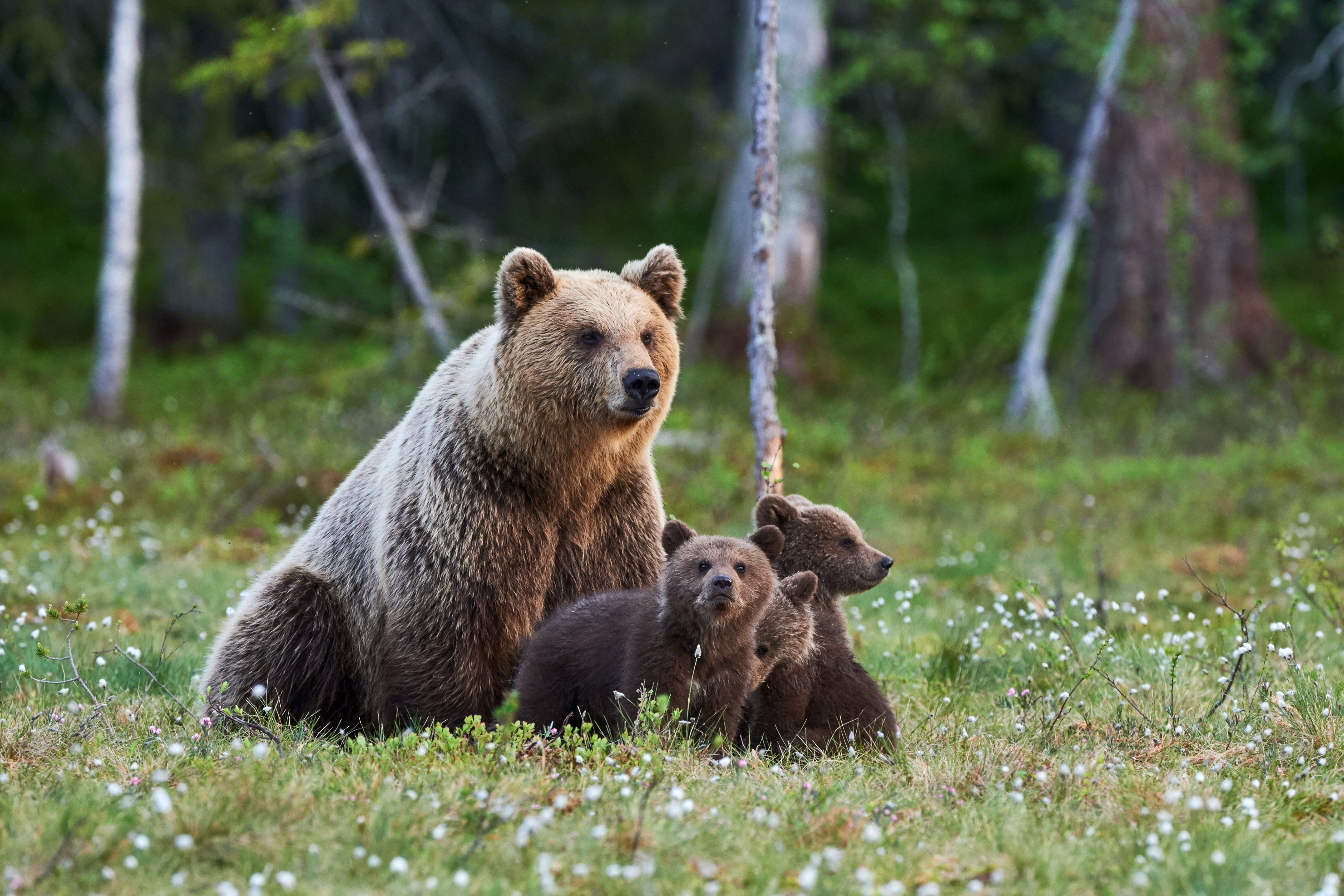 Millwood Pines Mama Brown Bear And Her Cubs On Canvas by Lucaar ...