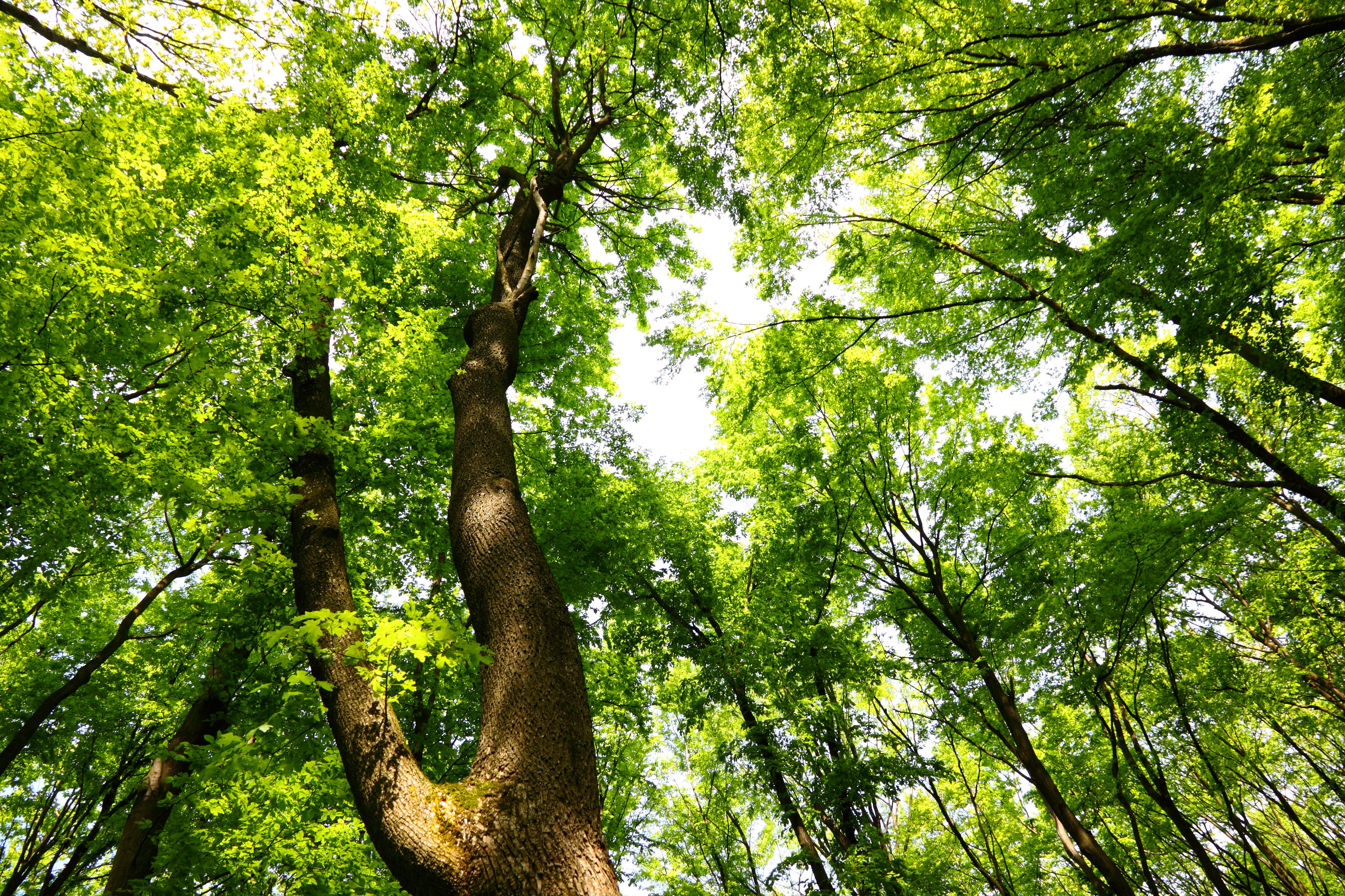 Millwood Pines Deciduous Tree Canopy by Bgfoto | Wayfair