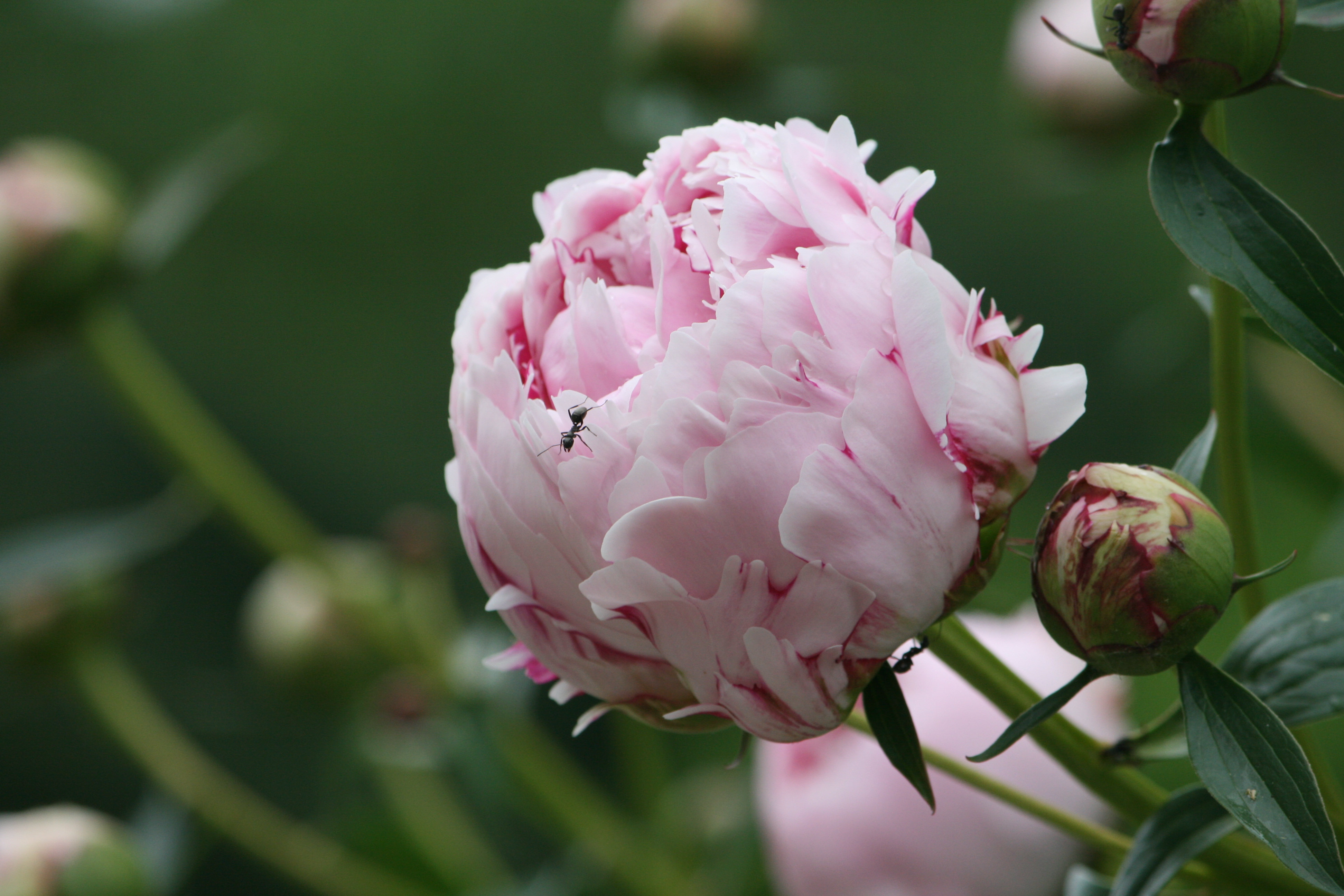 Ebern Designs Ant On Pink Peony by Camerongallant | Wayfair