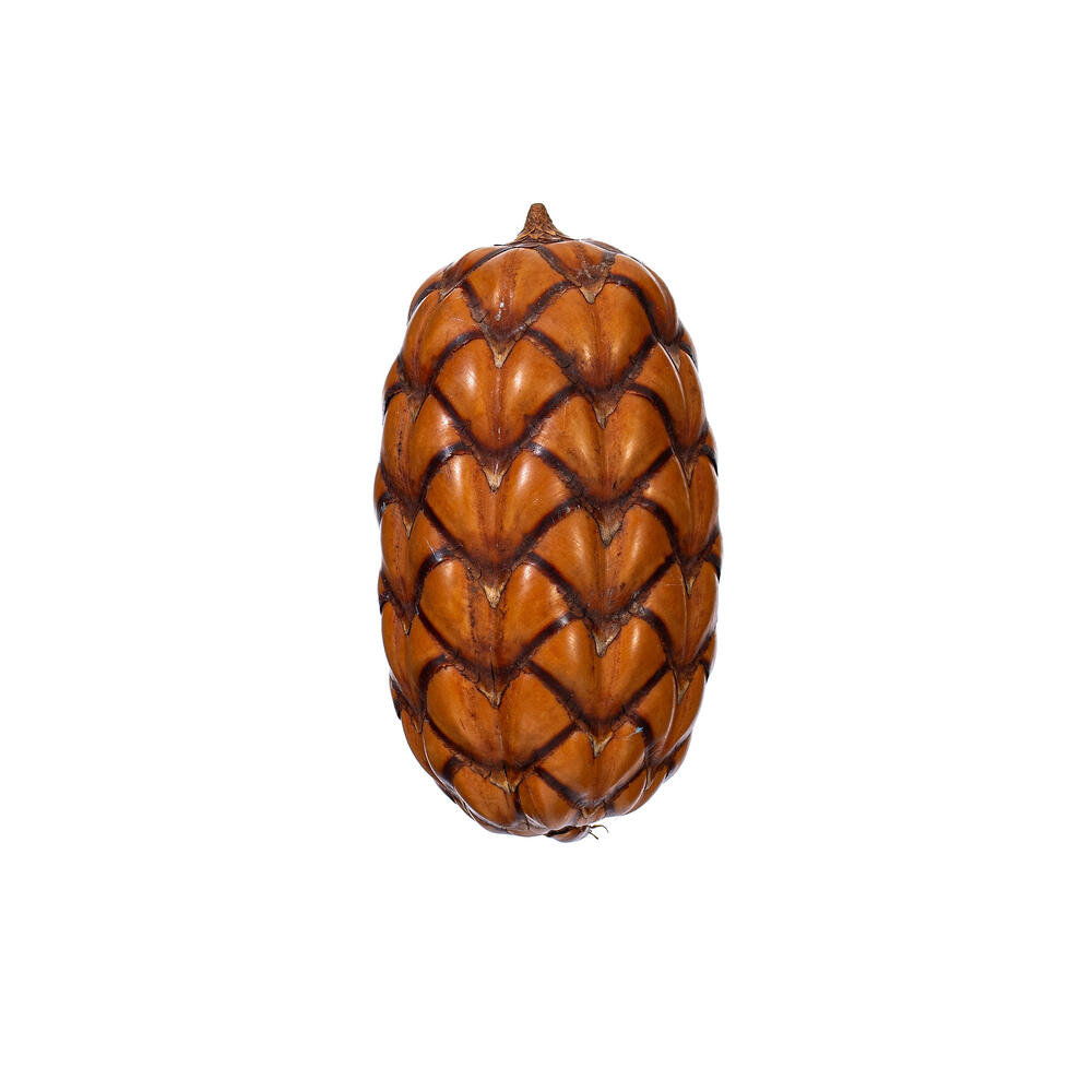 Dakota Fields 2"-3" Natural Uxi Pod, 24 per bag. This is a natural ...