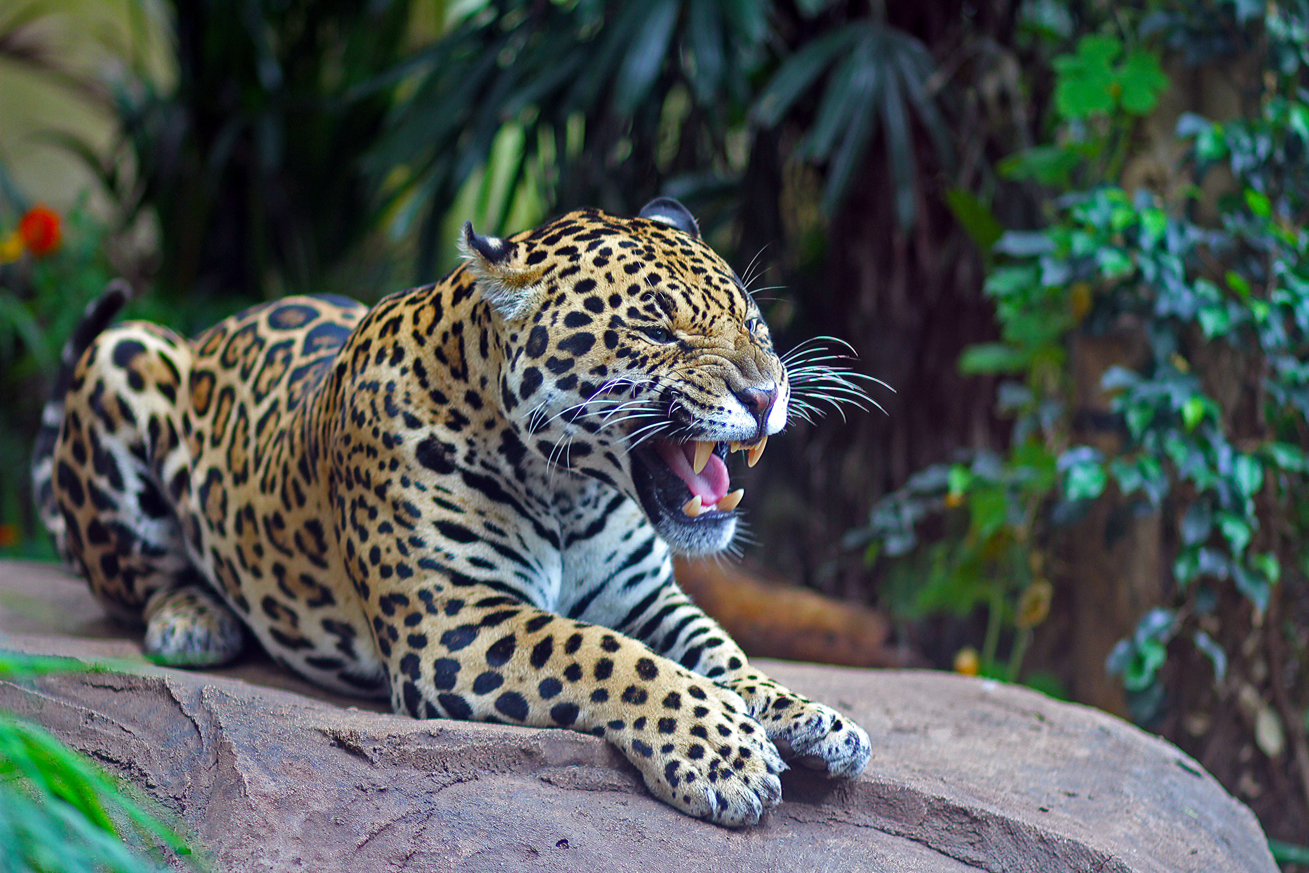 Ebern Designs Leopard Roaring On Canvas by Ben Landy Photograph | Wayfair