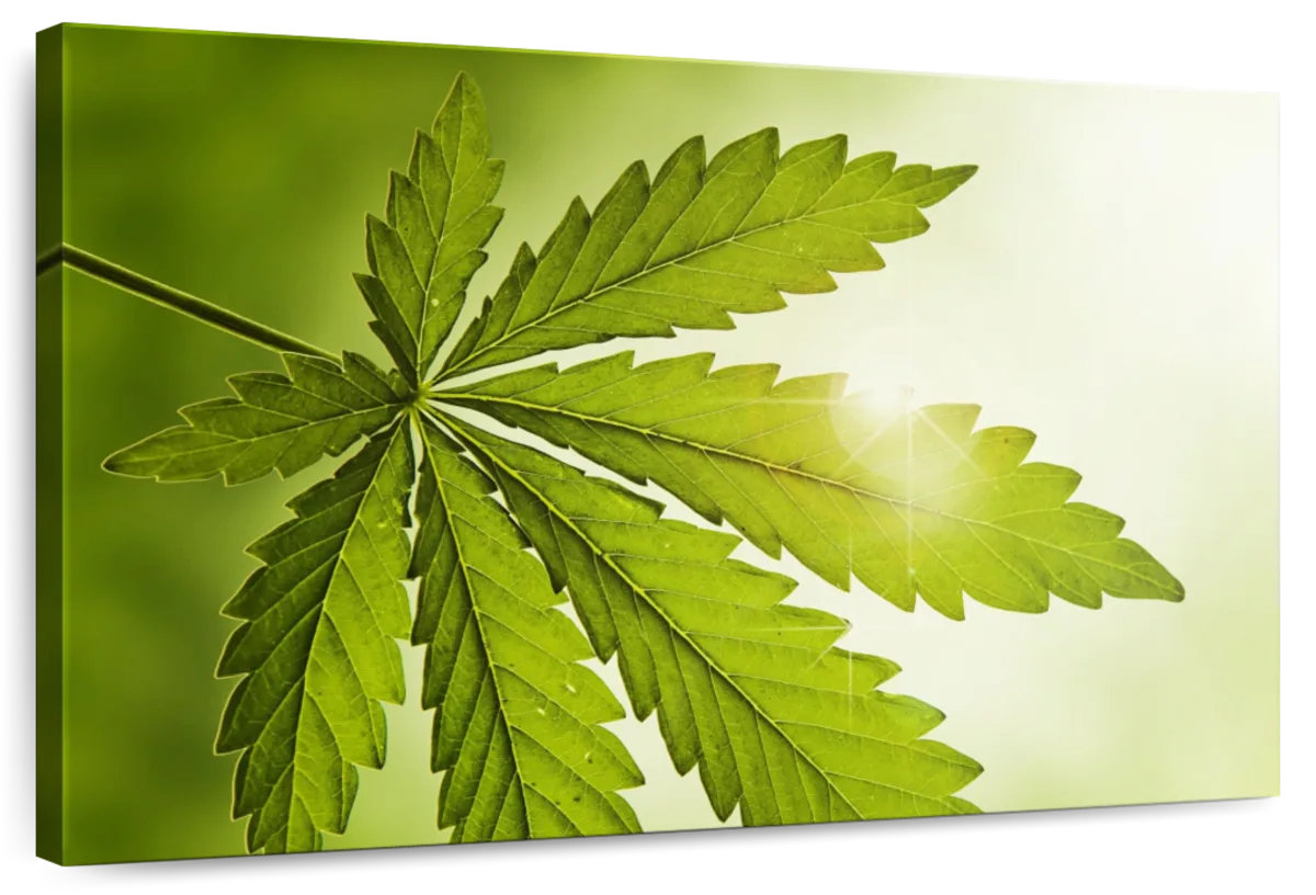 Elephant Stock Marijuana Leaf Sunrise - Wayfair Canada