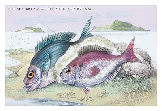 Buyenlarge The Sea Bream and the Axillary Bream by Robert Hamilton ...