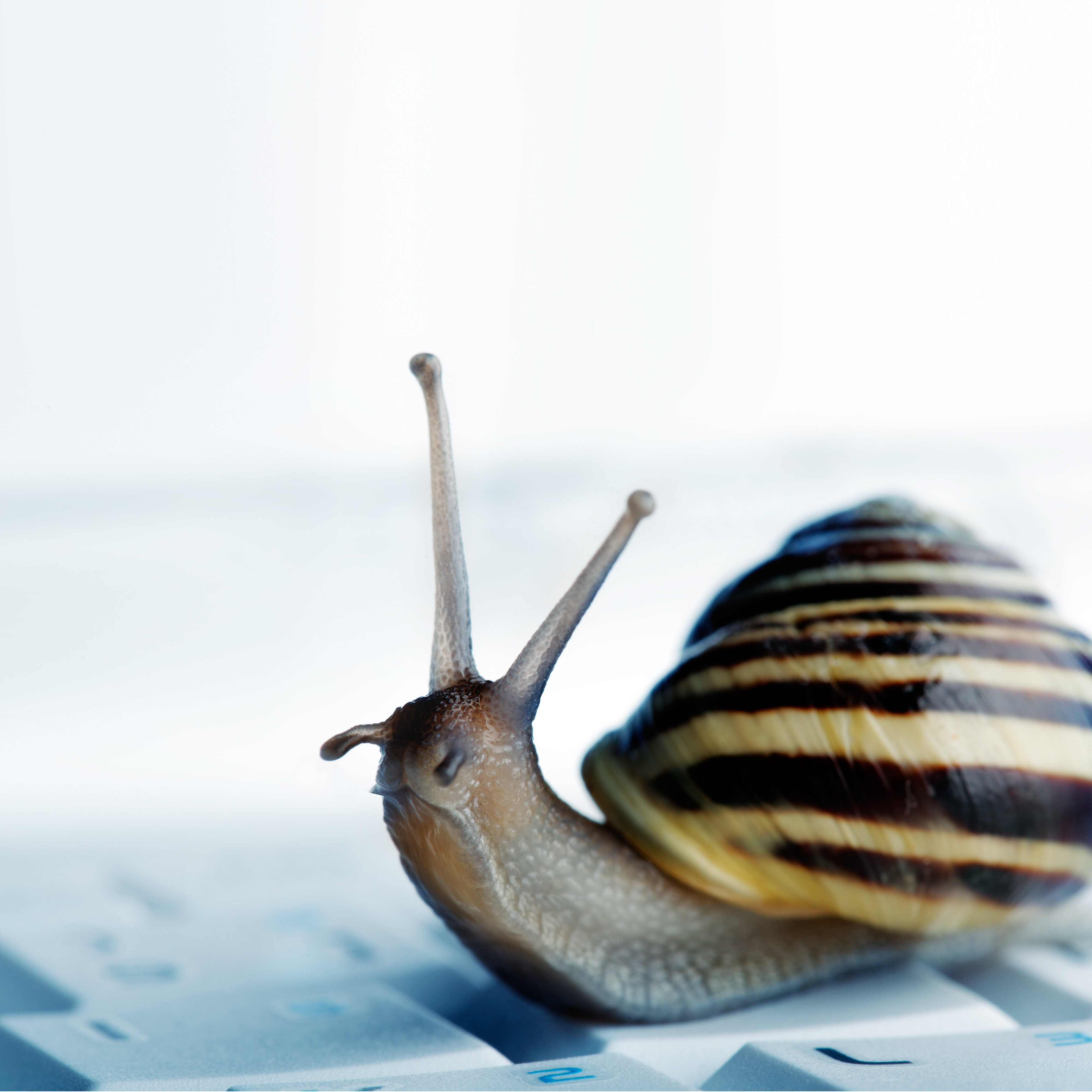 Ebern Designs Snail on a Laptop by Mikdam - Wrapped Canvas Photograph ...