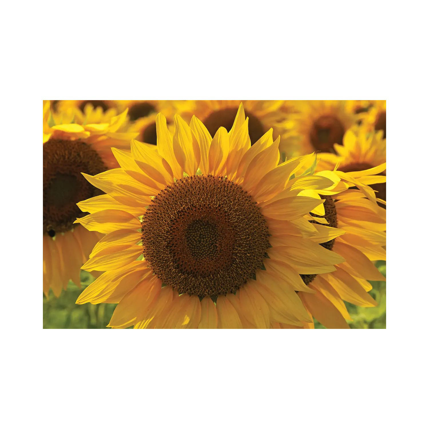 East Urban Home Sunflower Array - Wayfair Canada