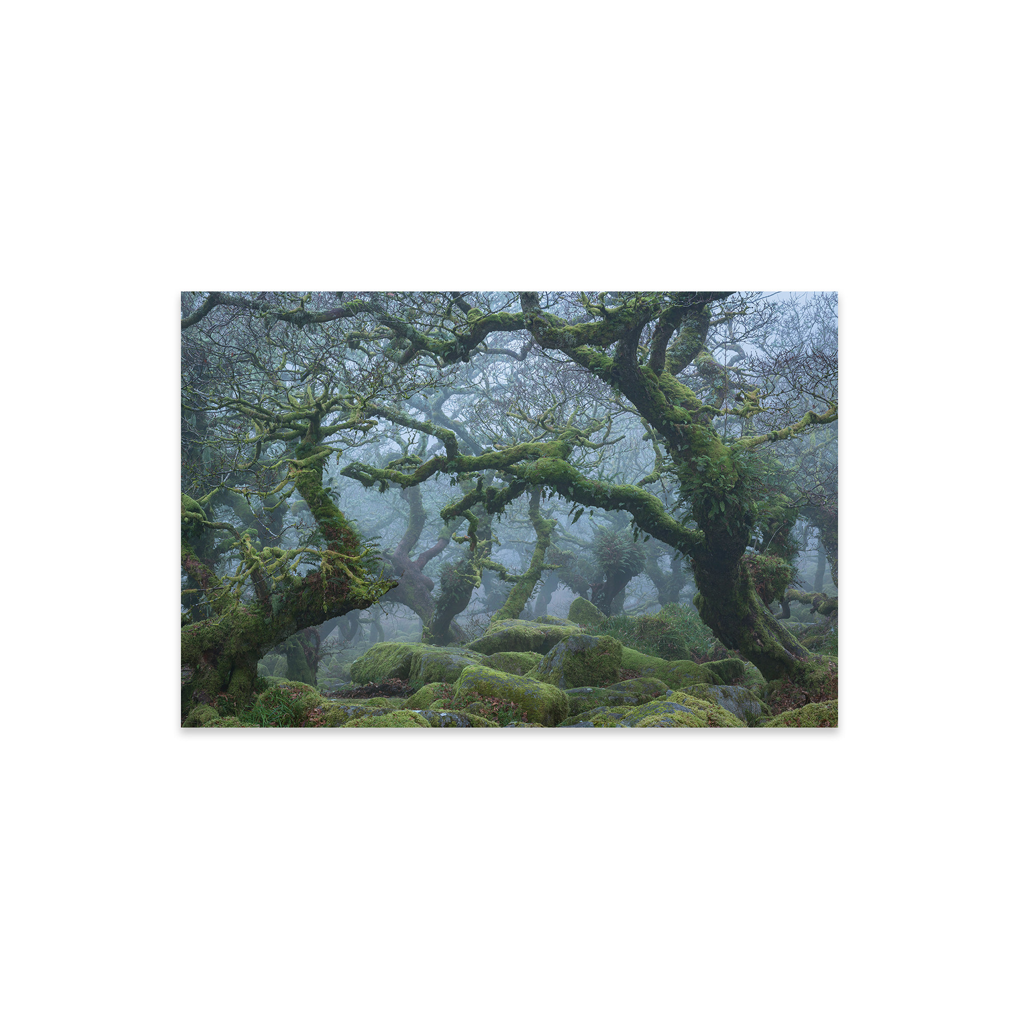 Loon Peak® Fangorn Forest On Plastic / Acrylic by Adam Burton Print ...