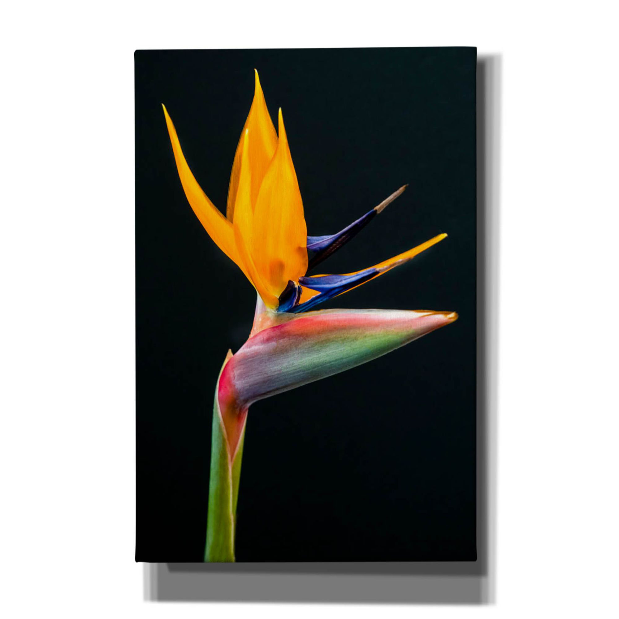 Latitude Run® Bird Of Paradise On Canvas by Pamela Plummer Print | Wayfair