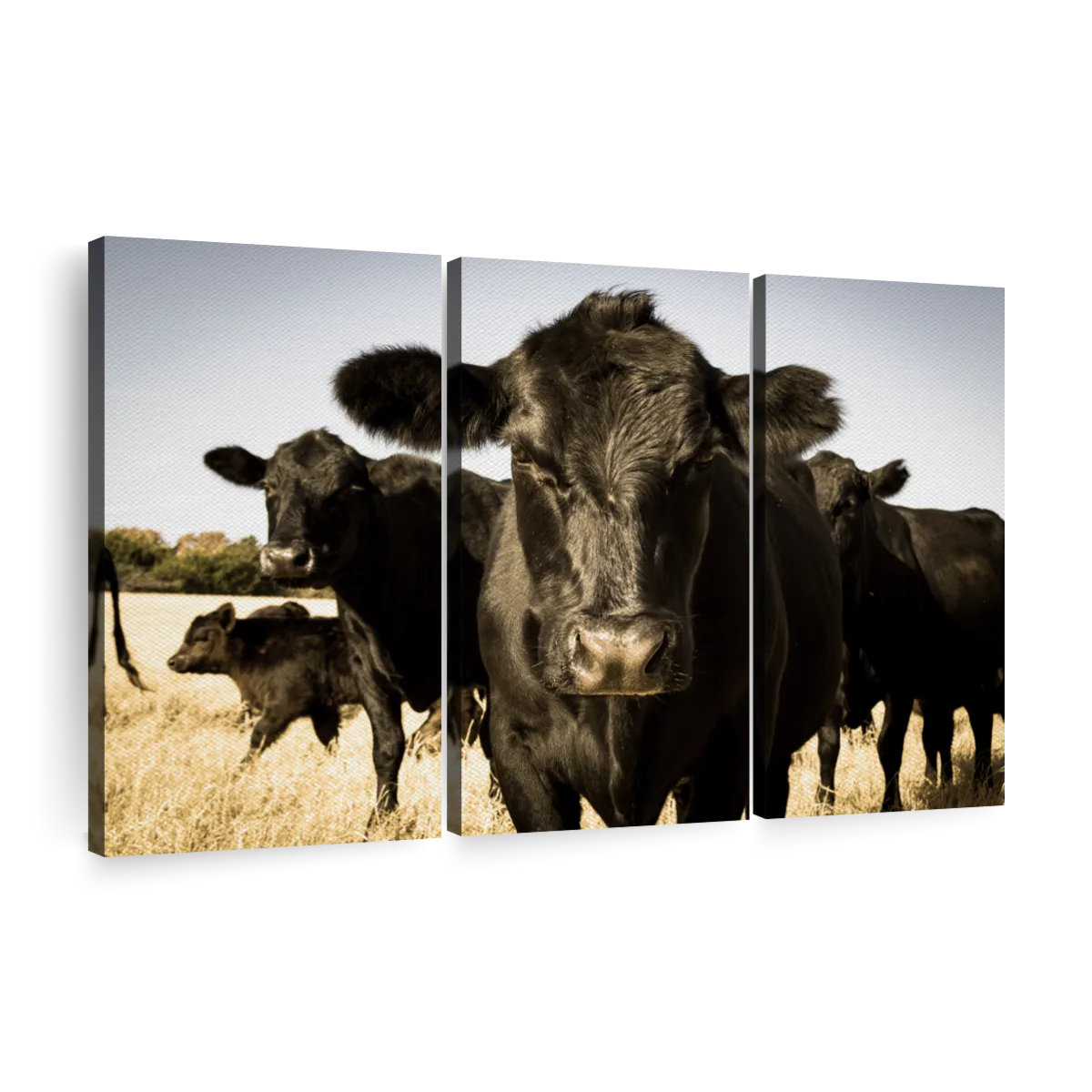 Gracie Oaks Angus Cow Black Angus Cattle On Canvas 3 Pieces Print | Wayfair
