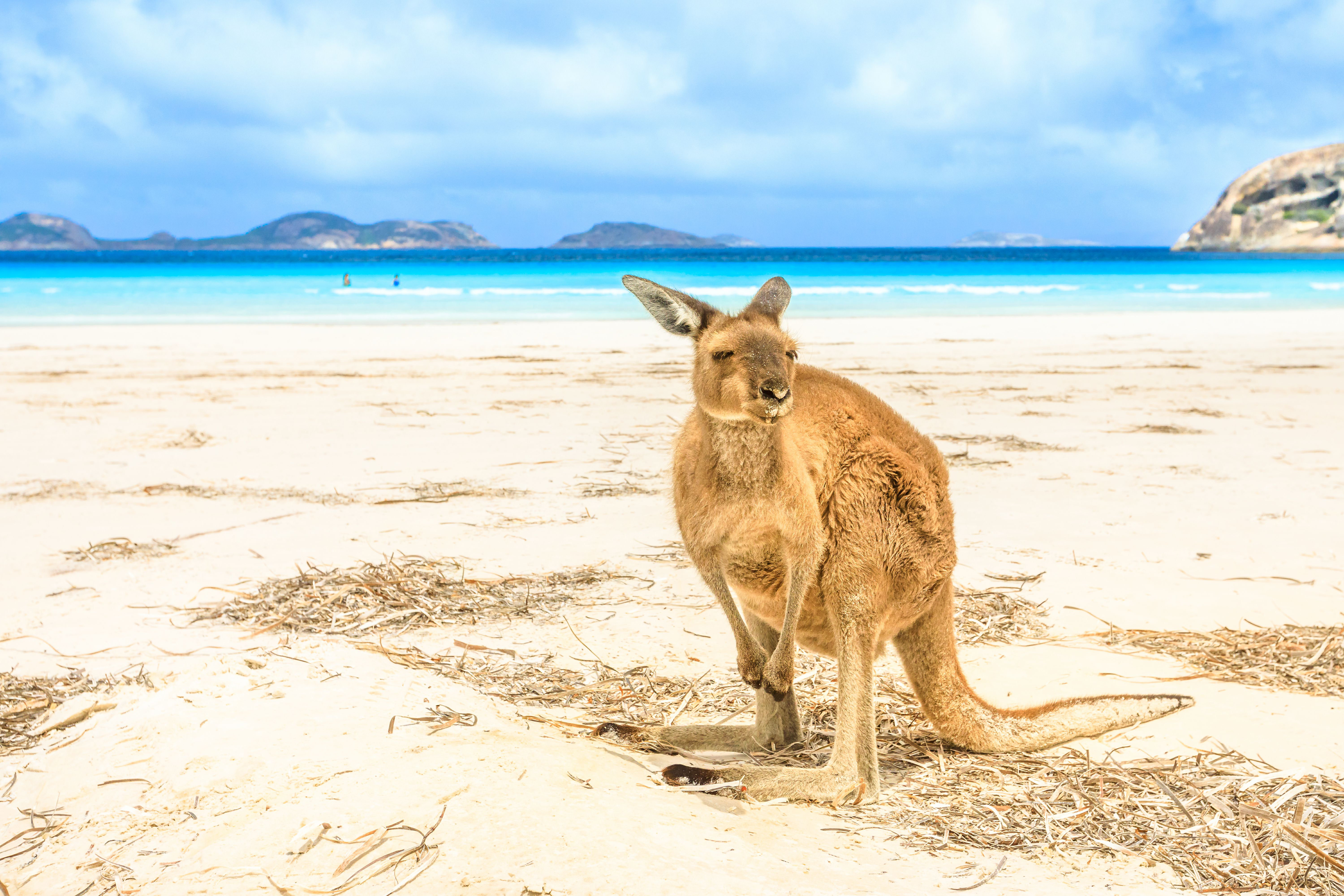 Highland Dunes Kangaroo At Lucky Bay by - Wrapped Canvas Photograph ...