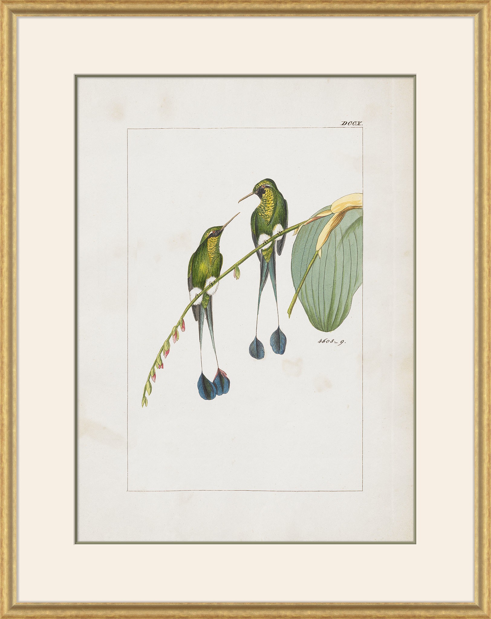 Soicher Marin Hummingbirds | Wayfair