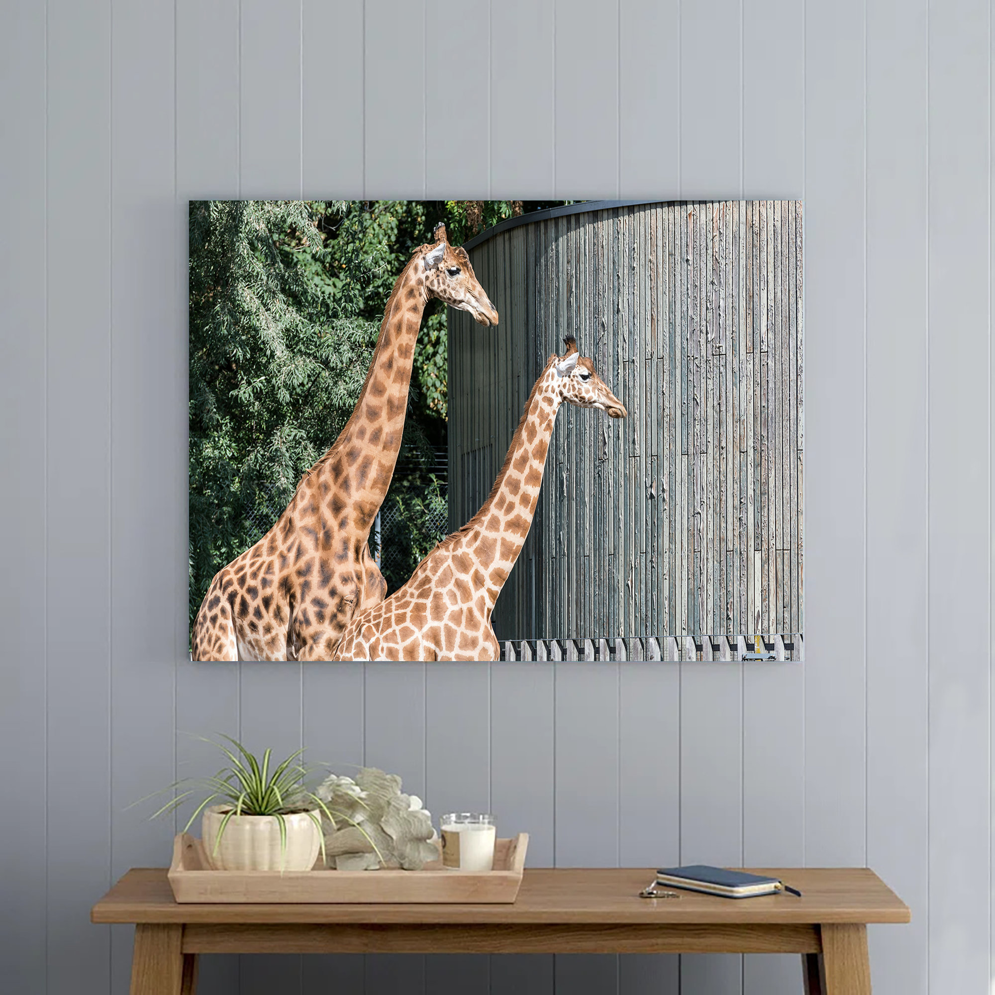 Latitude Run® Giraffes in Zoo | Wayfair