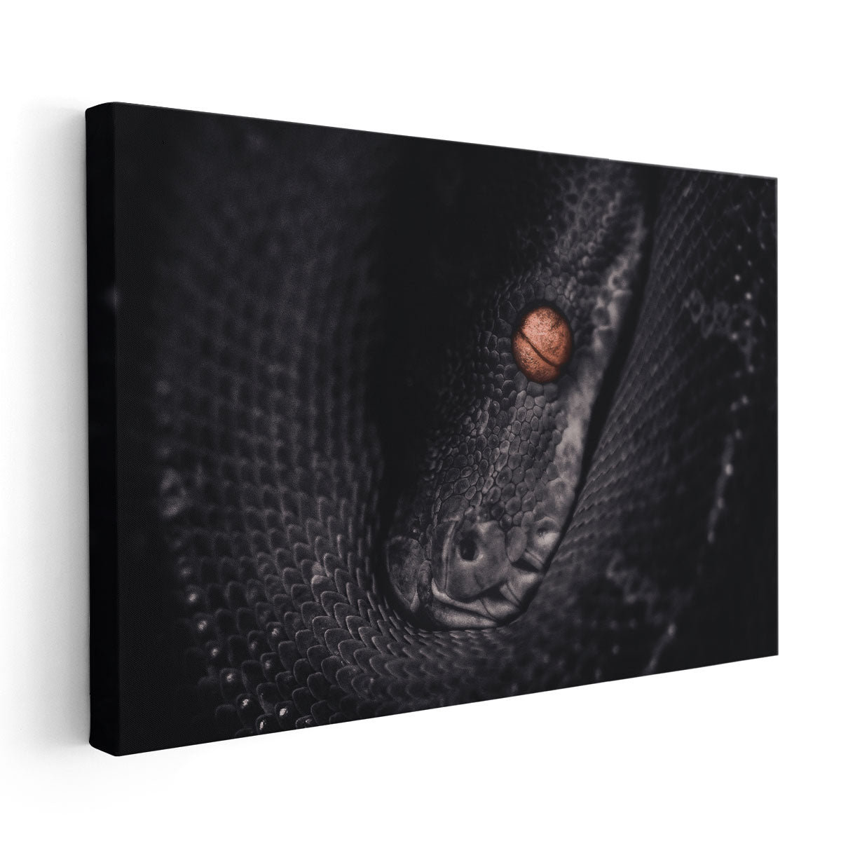 Ebern Designs Python Snake Photography - Canvas Print Wall Art | Wayfair