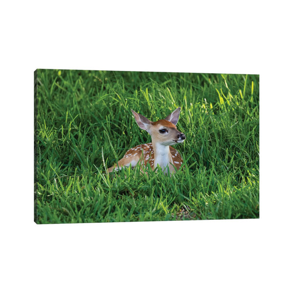 Alpen Home White-Tailed Deer (OdocoileUS Virginianus) Fawns Resting In ...