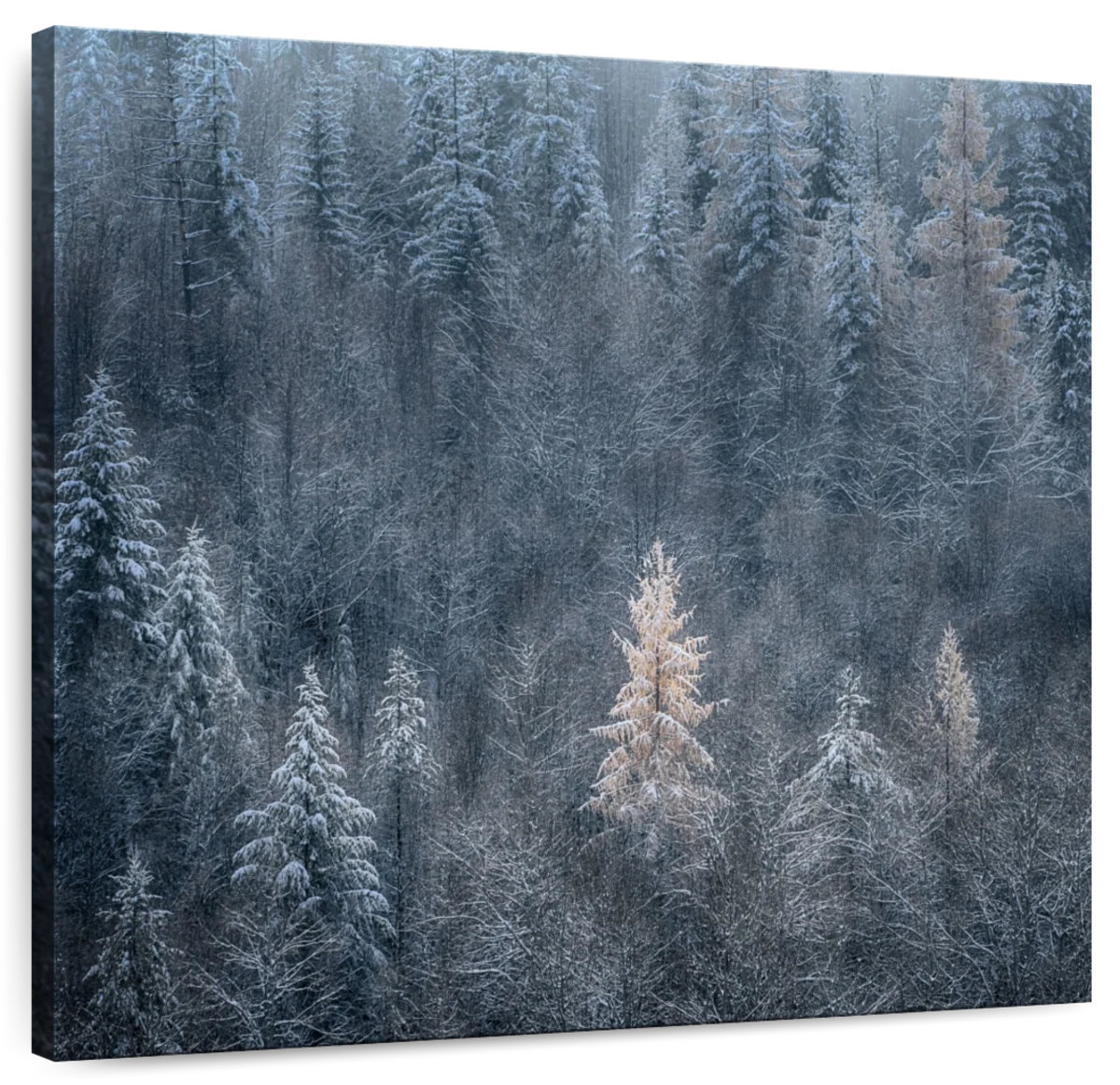 Millwood Pines Alvord First Snow I | Wayfair