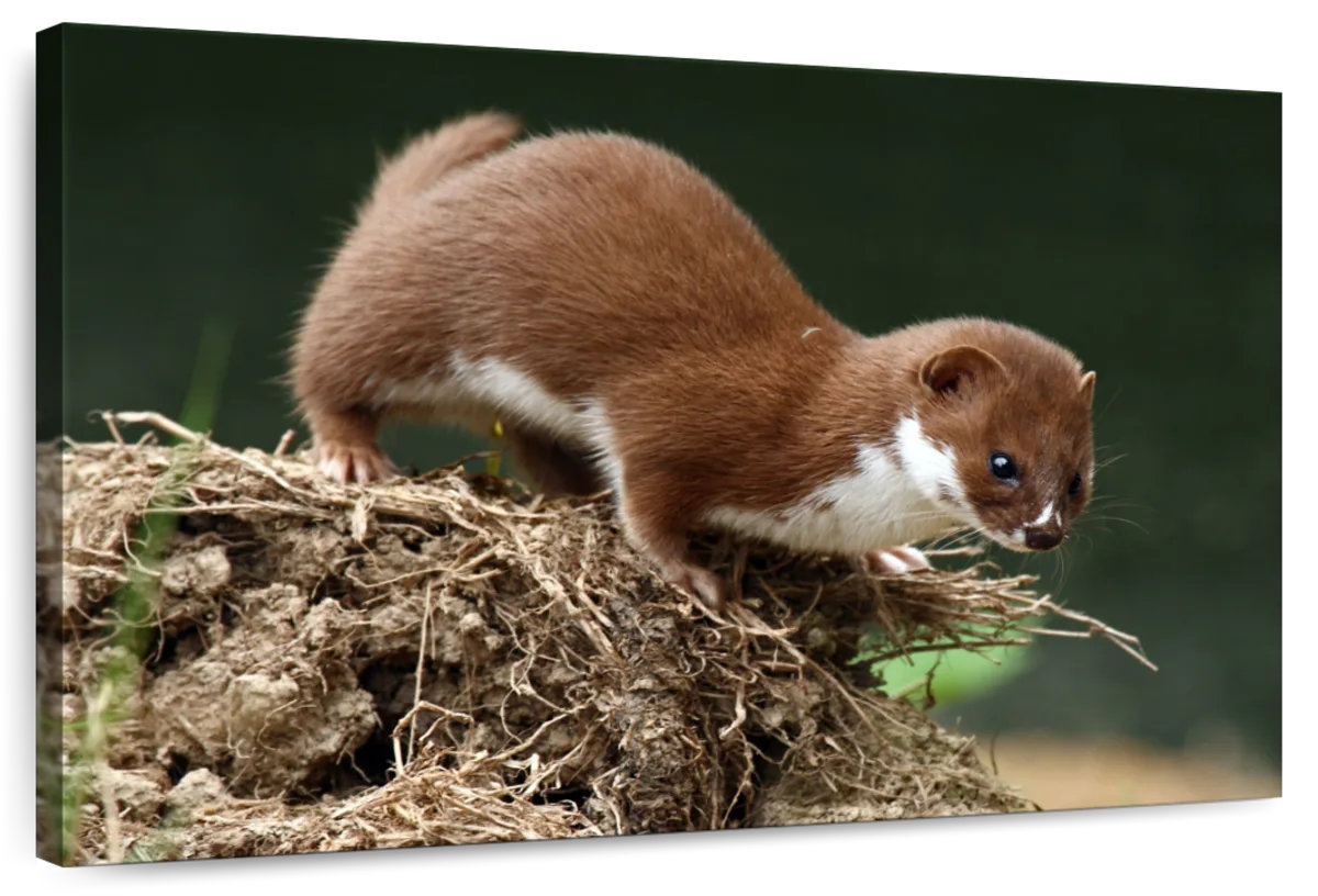 Millwood Pines Food Hunting Weasel - Wayfair Canada