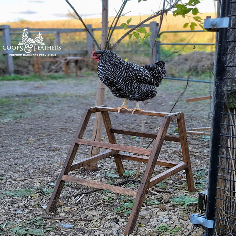 Coops & Feathers Portable A-Frame Roosting Ladder & Reviews | Wayfair