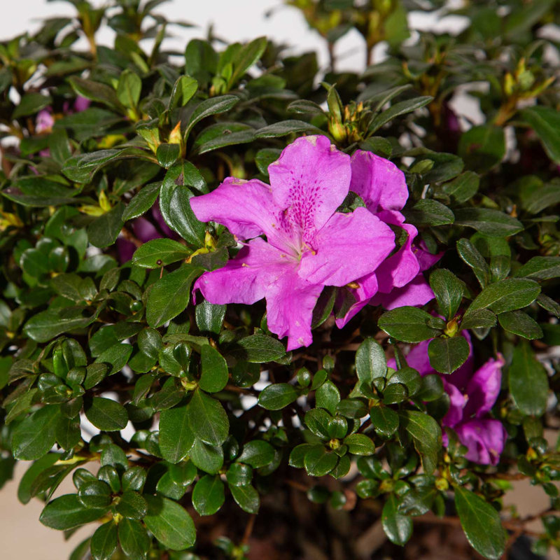 Encore Azalea 1 Gallon Autumn Lilac Encore Azalea - Compact Reblooming ...