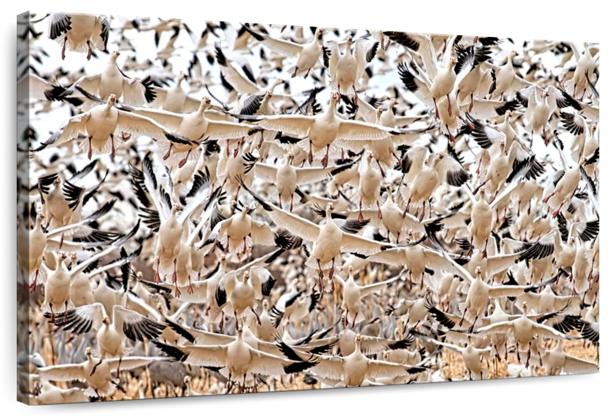Ebern Designs Crowle Snow Geese In Bosque Del Apache II - Wayfair Canada