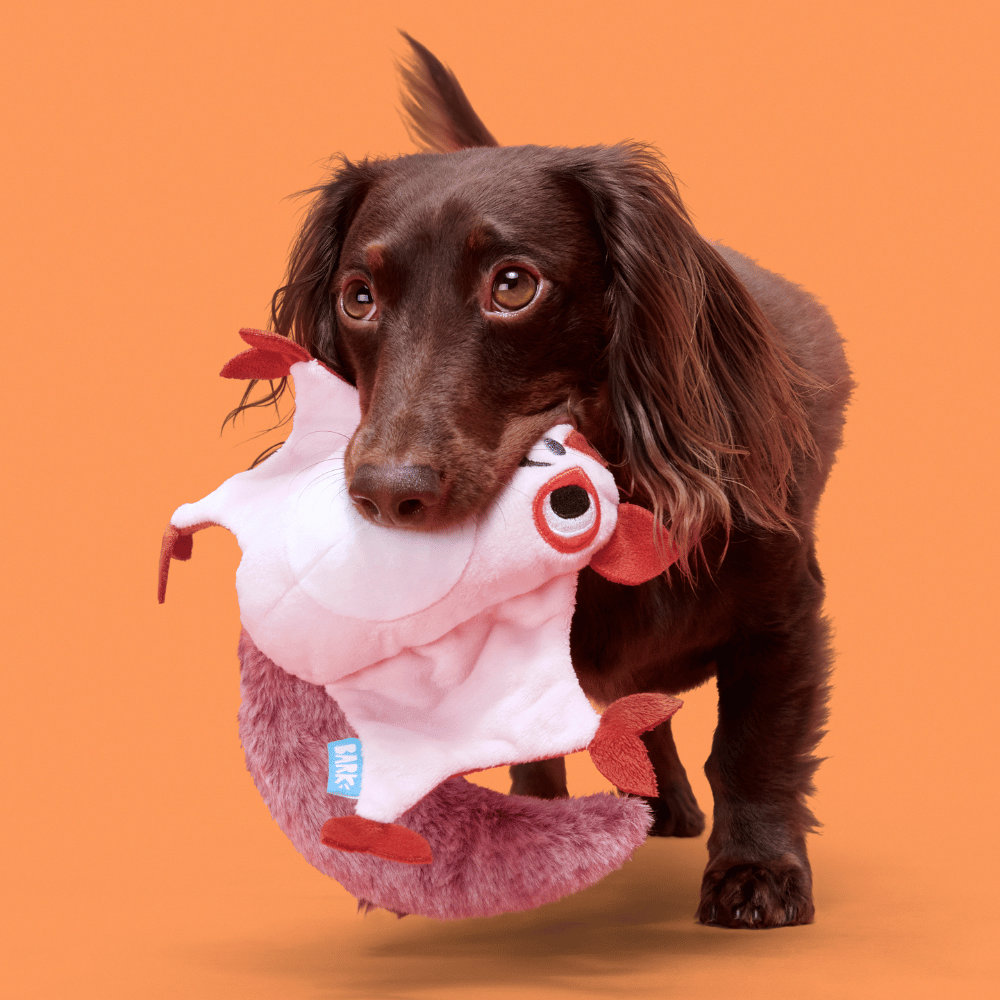 Bark Box Bark Sydney Sugar Glider Dog Toy | Wayfair.co.uk