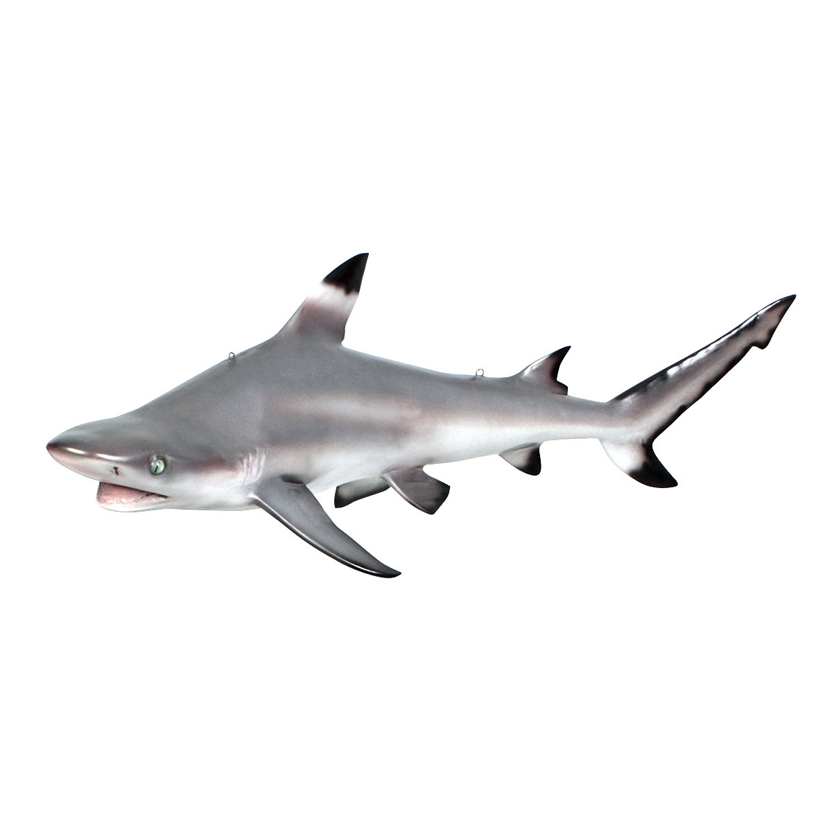 Design Toscano Blacktip Shark Ceiling Mount Trophy Sculpture & Reviews ...