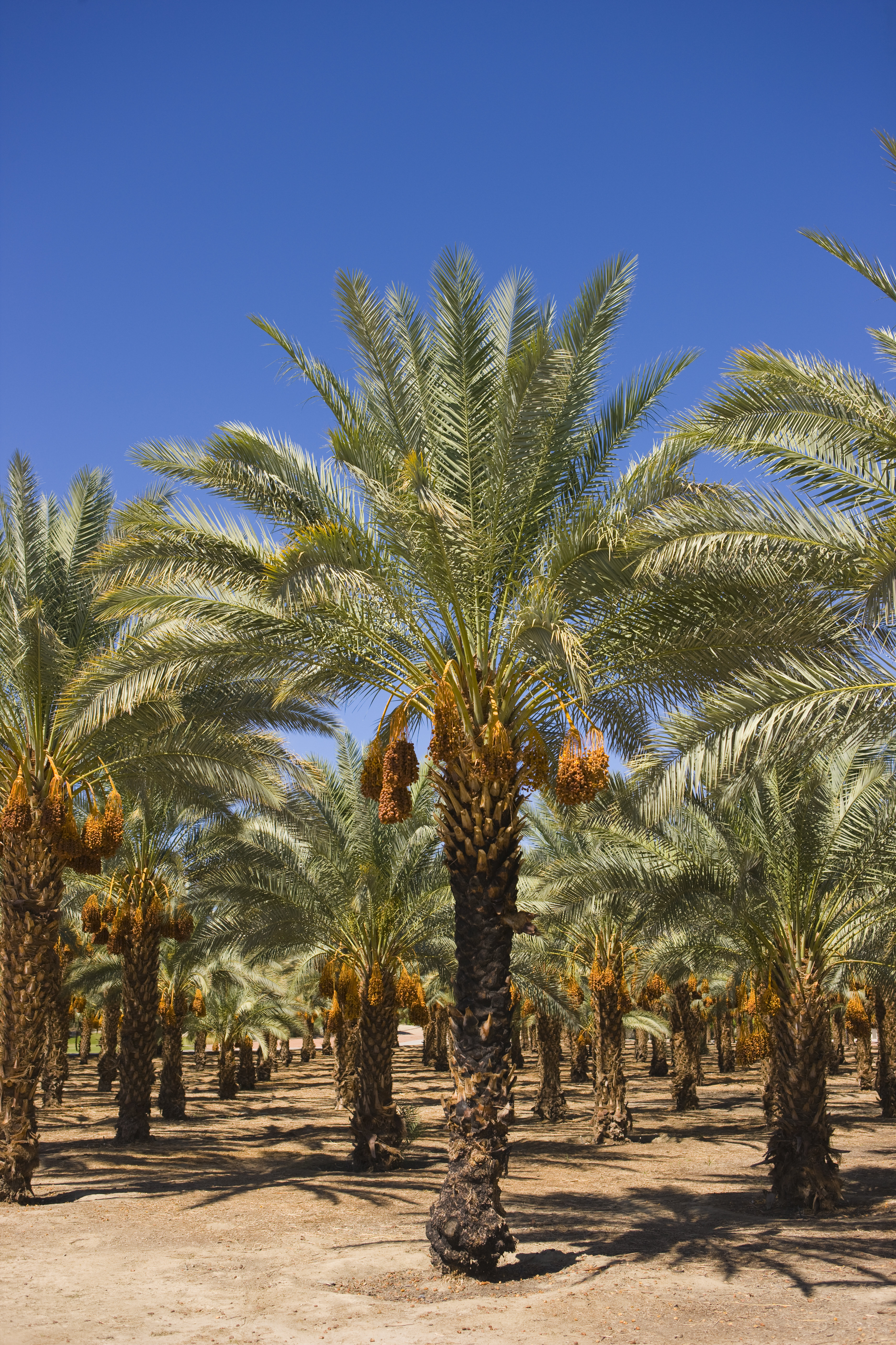 Bay Isle Home™ Date Palm Trees by Tazytaz | Wayfair